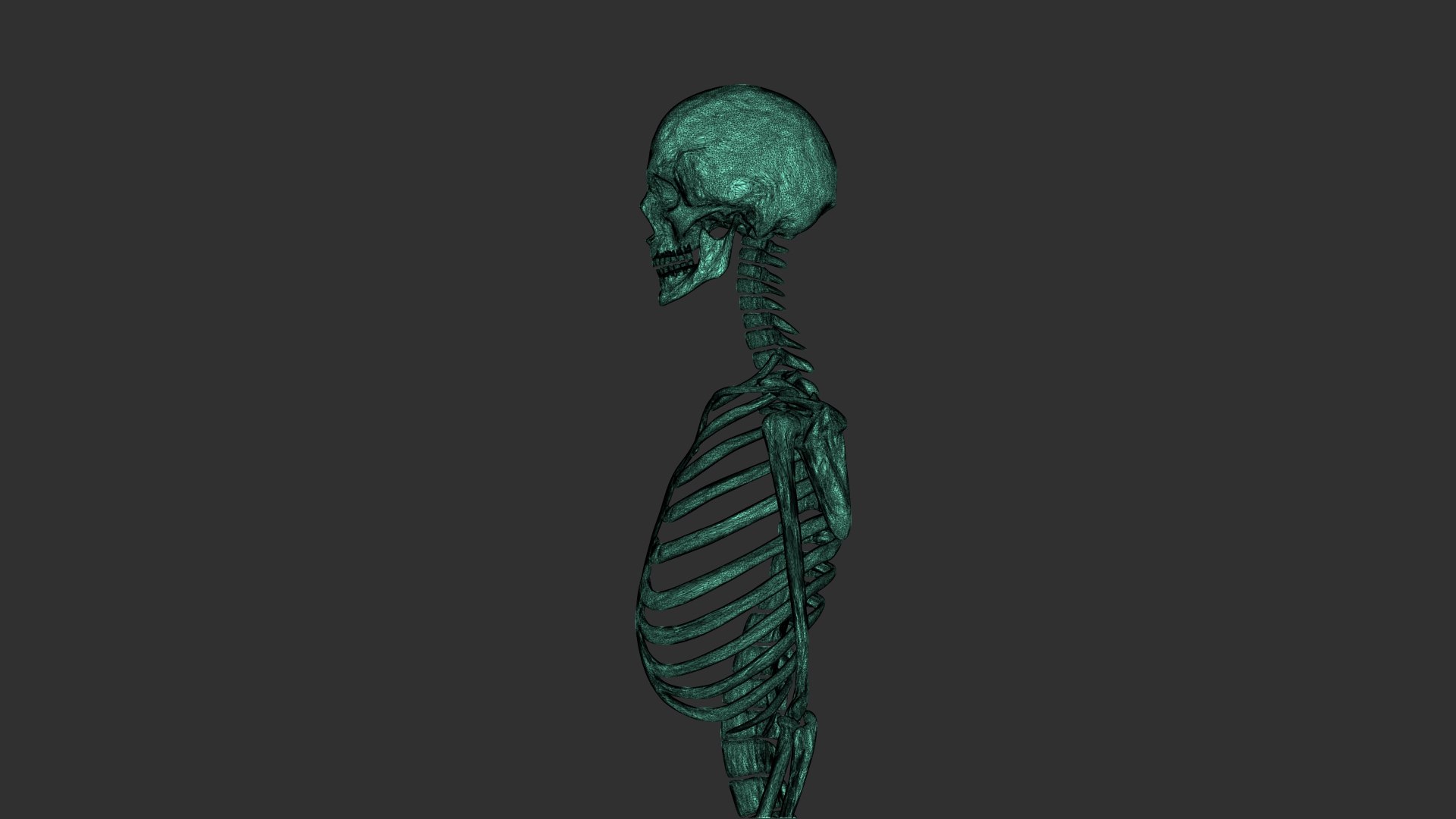 3D Female Skeleton 3d Print - TurboSquid 1922979