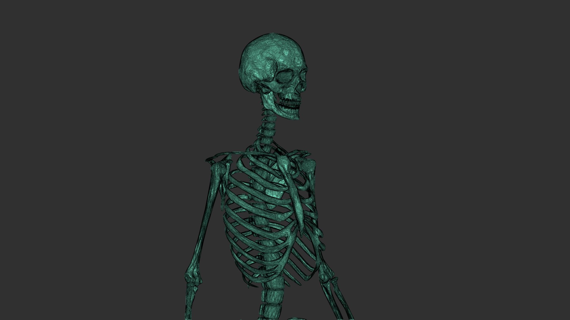 3D Female Skeleton 3d Print - TurboSquid 1922979