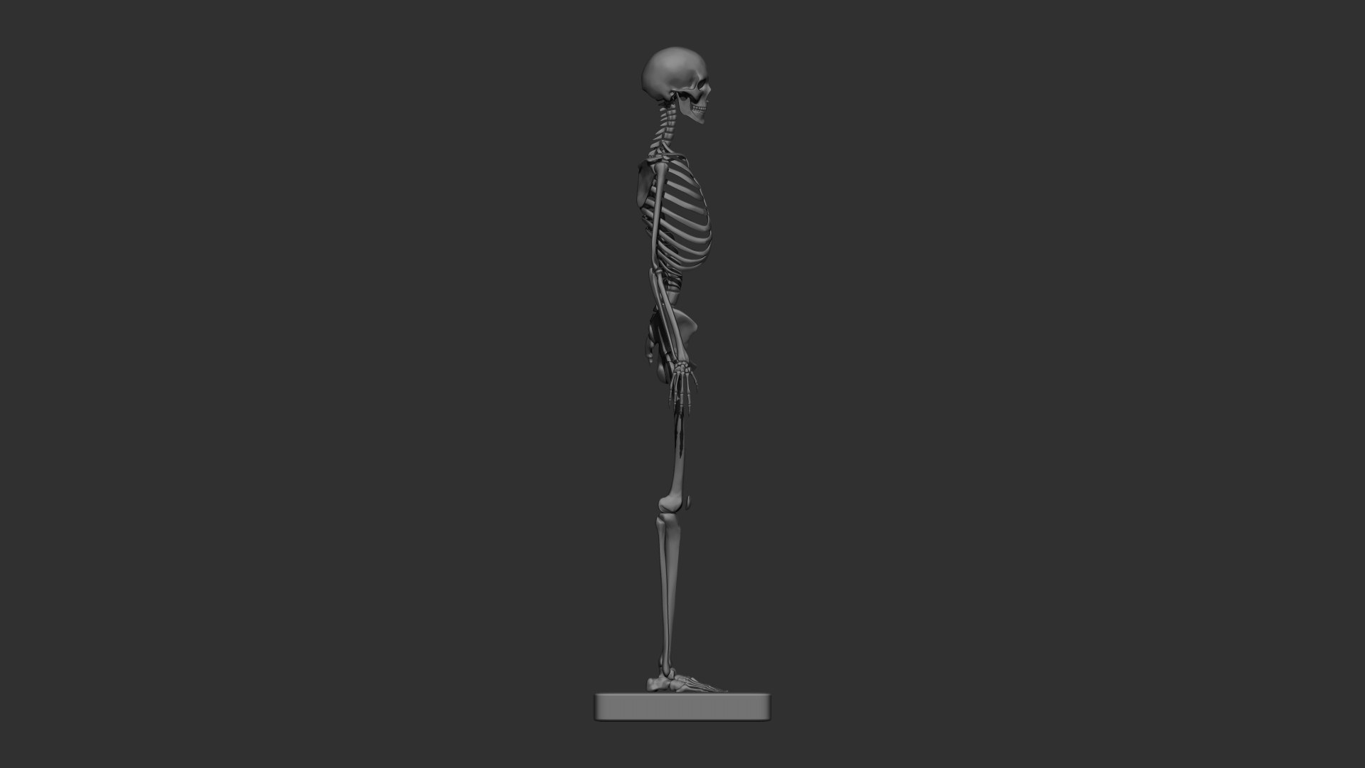 3D Female Skeleton 3d Print - TurboSquid 1922979