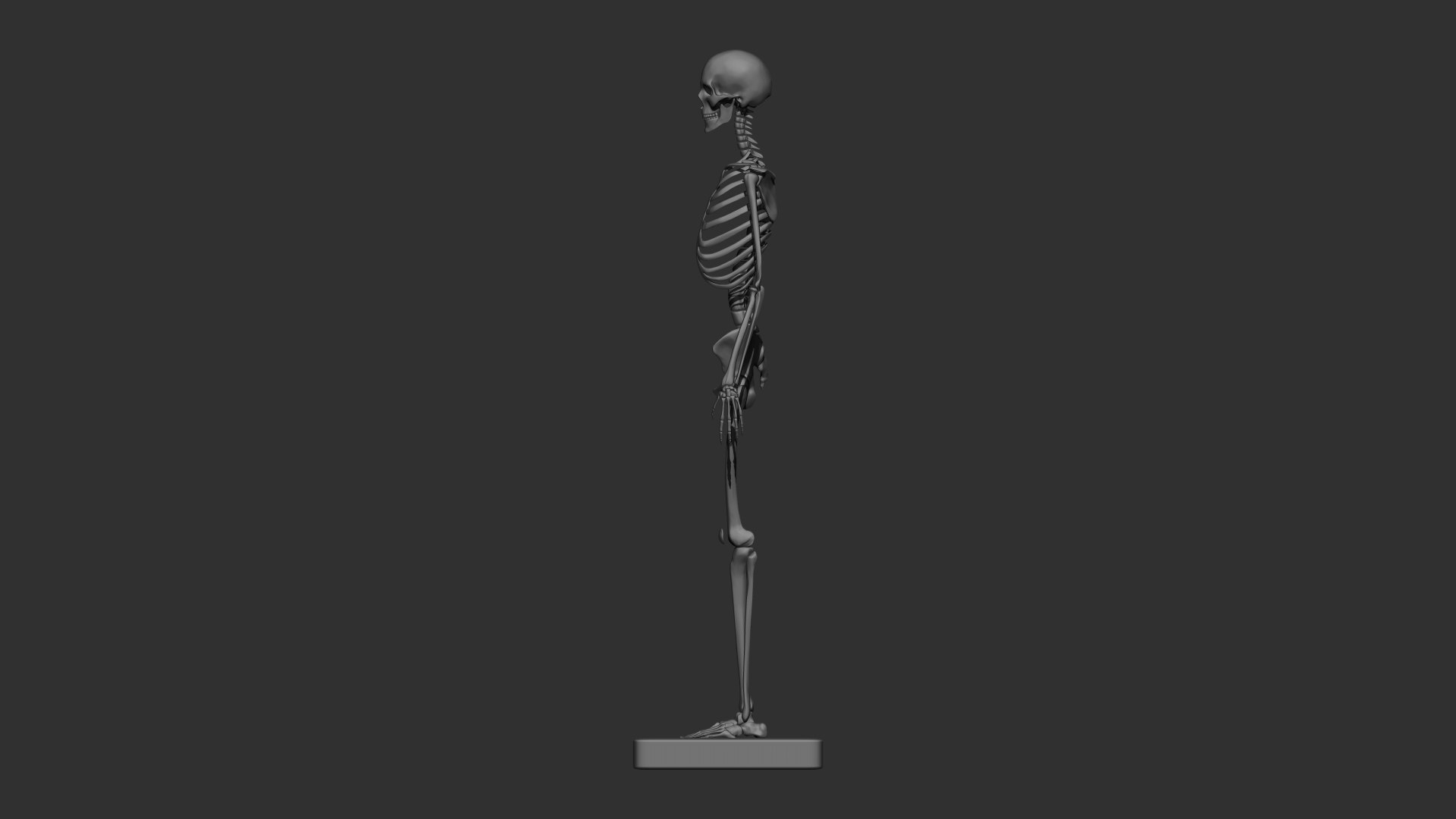3D Female Skeleton 3d Print - TurboSquid 1922979