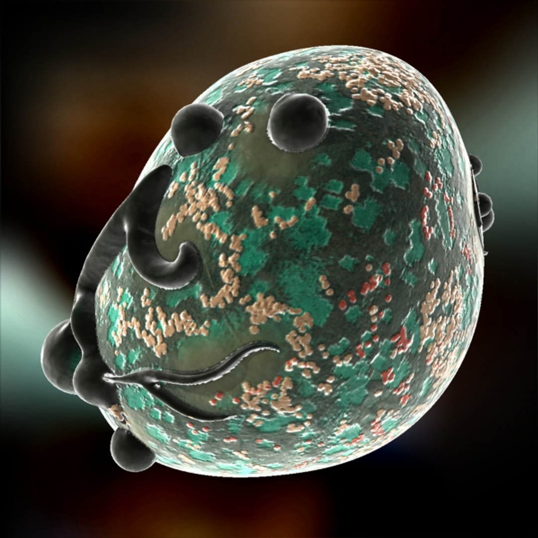 Burkitt S Lymphoma Virus 3d Model