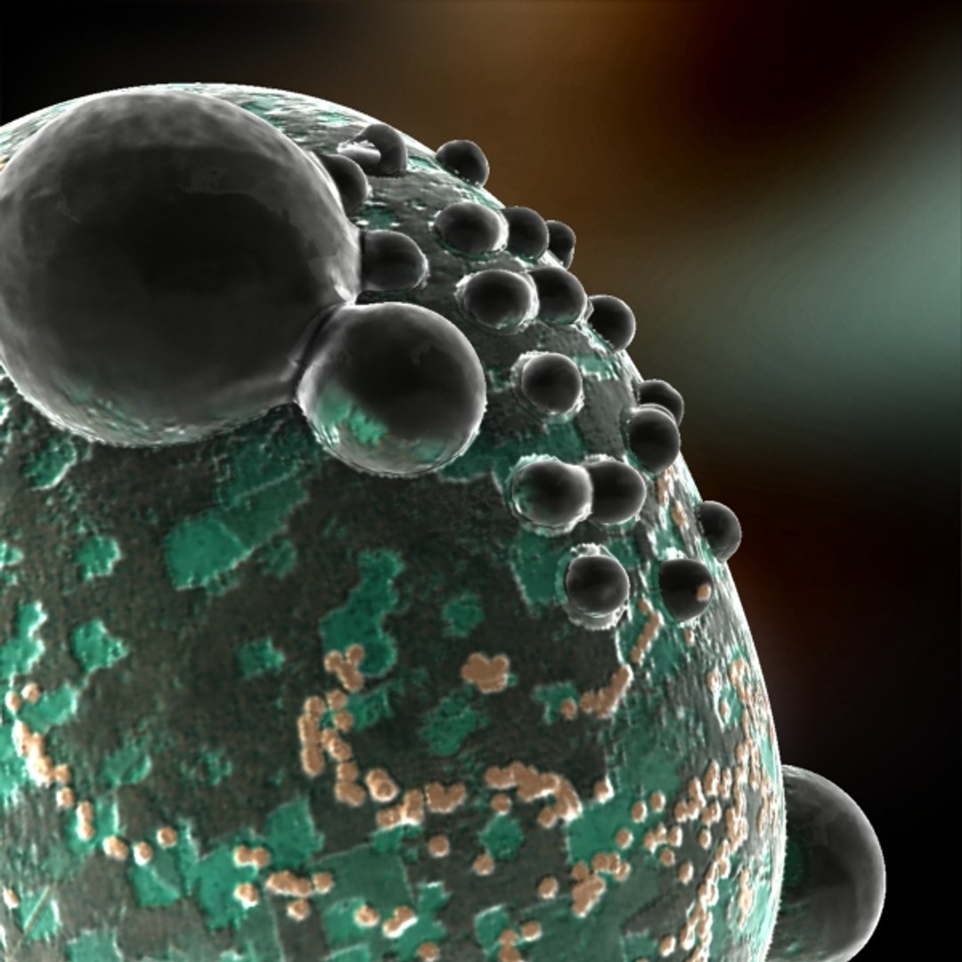 Burkitt S Lymphoma Virus 3d Model