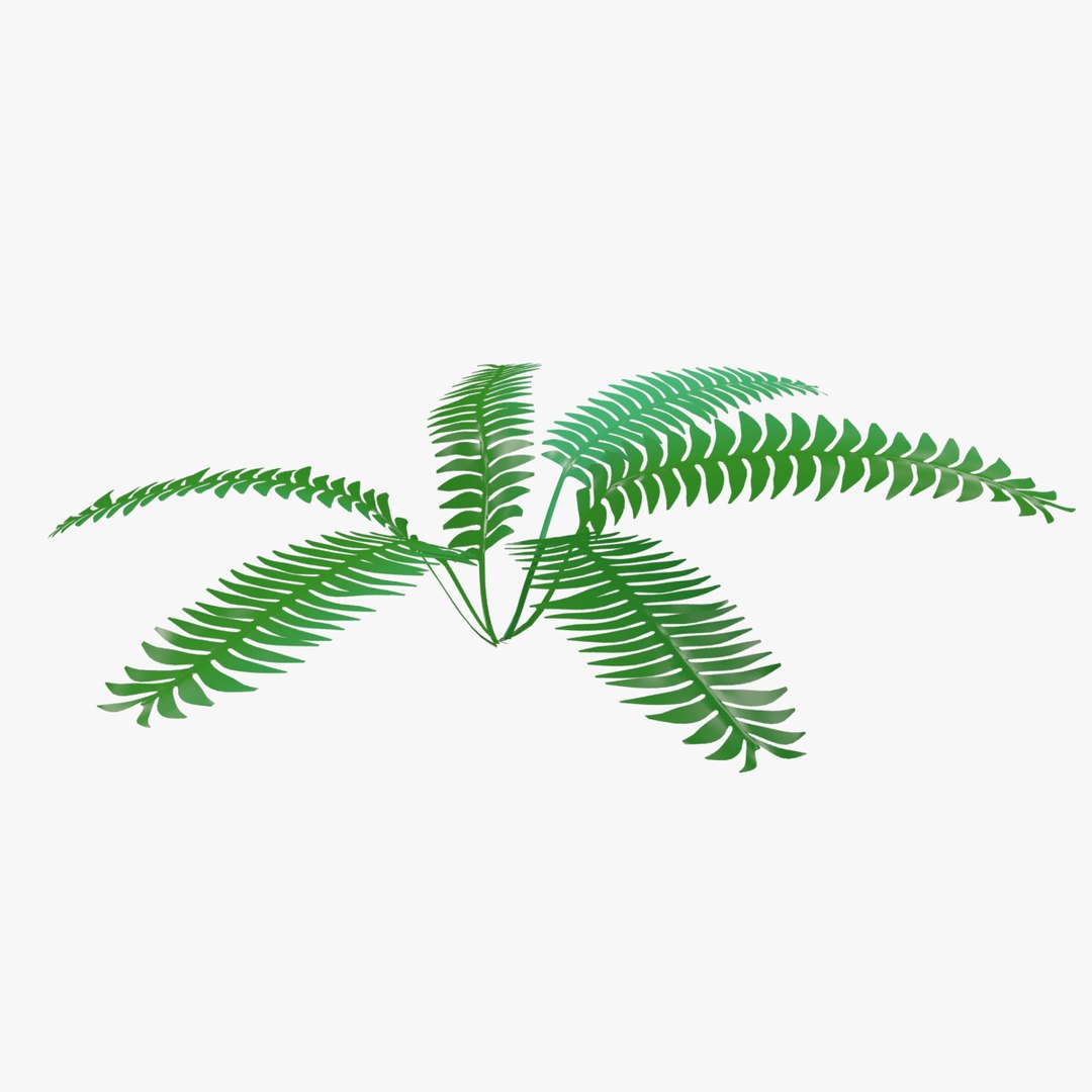 3D Cartoon Fern - TurboSquid 1165291