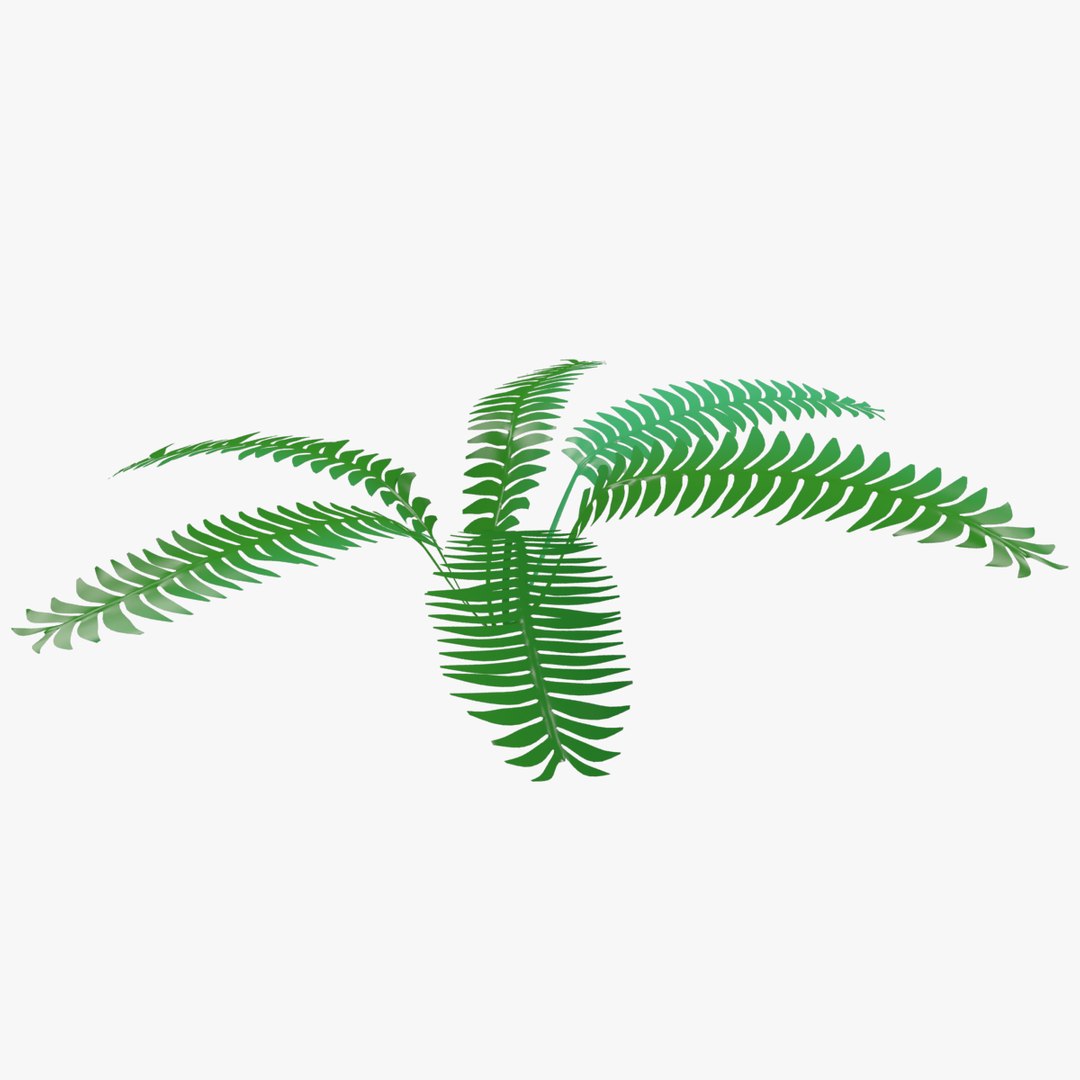3D Cartoon Fern - TurboSquid 1165291