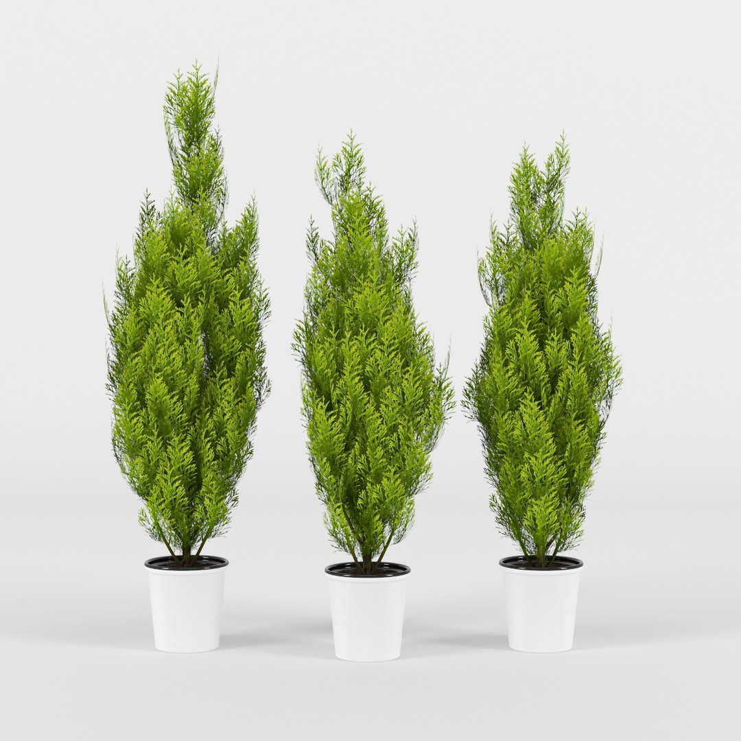 Thujas Cupressus Wilma Trees Max