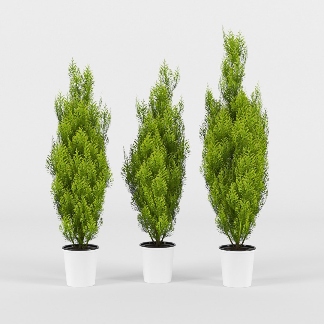 Thujas Cupressus Wilma Trees Max
