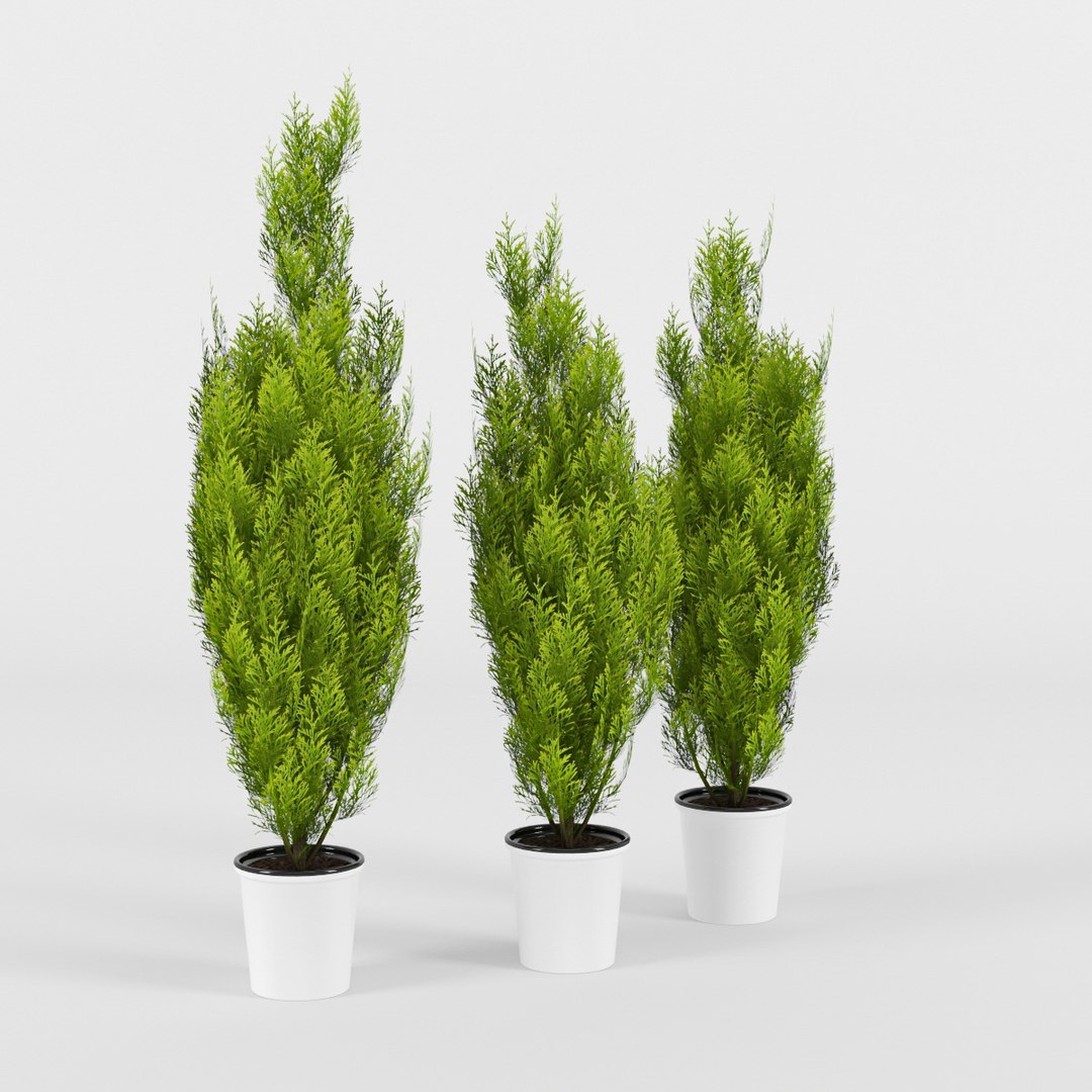 Thujas Cupressus Wilma Trees Max