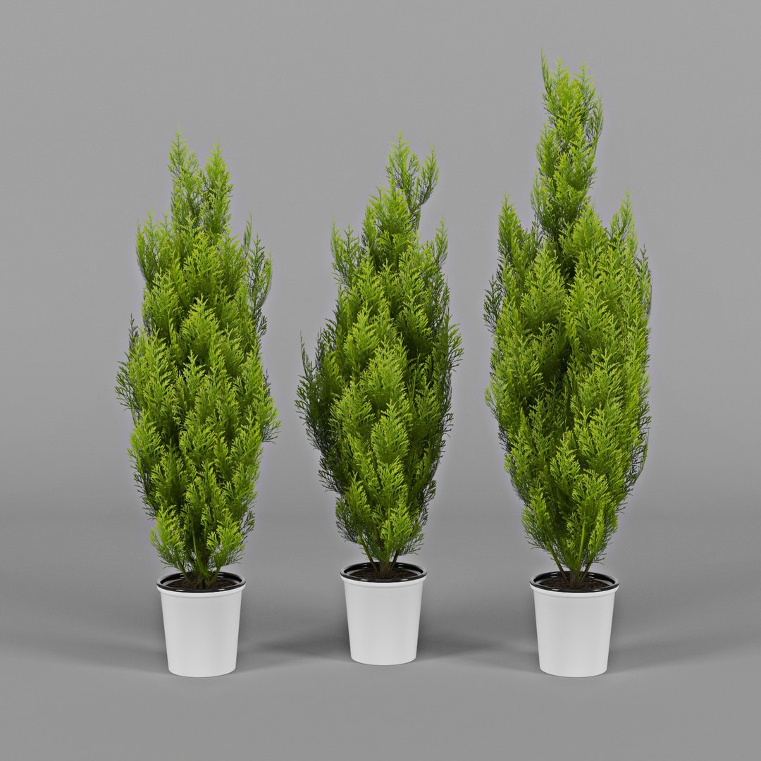 Thujas Cupressus Wilma Trees Max