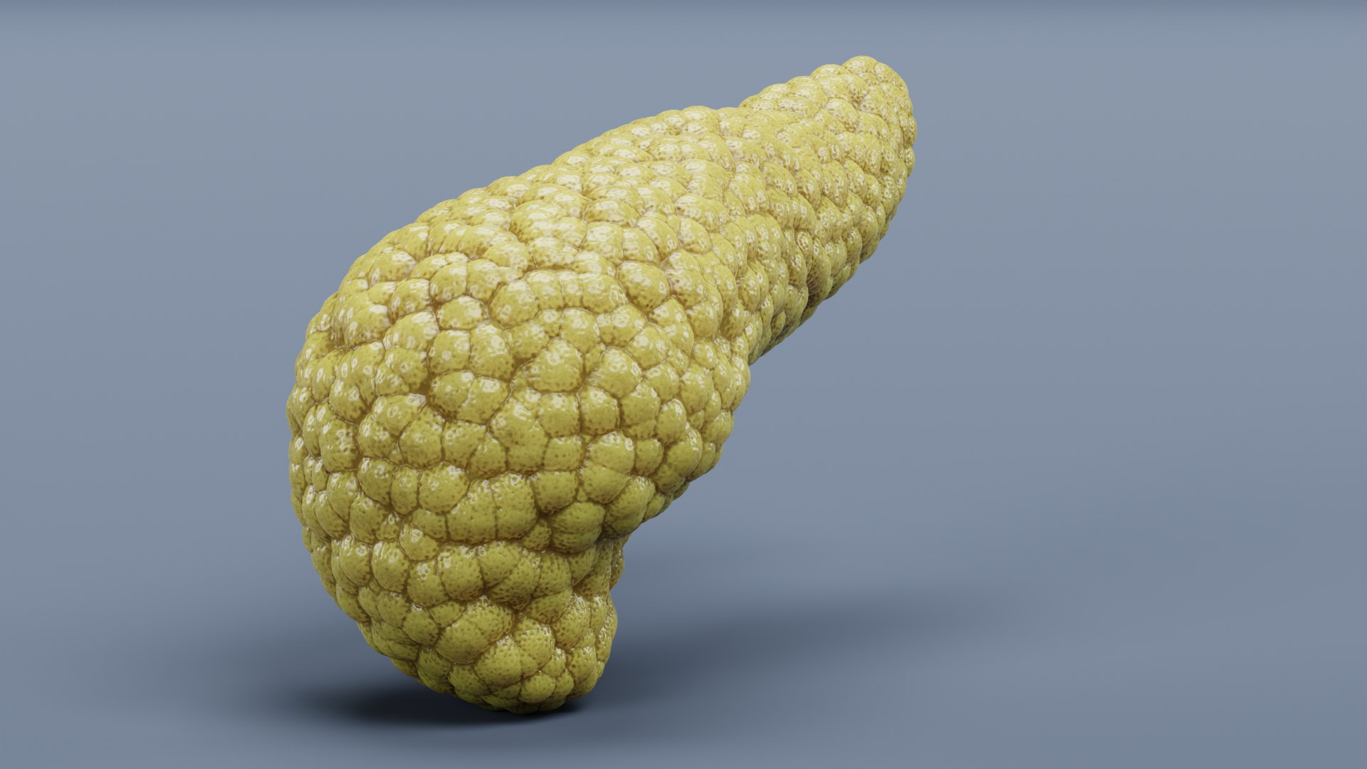 Pancreas 3D Model - TurboSquid 1752919