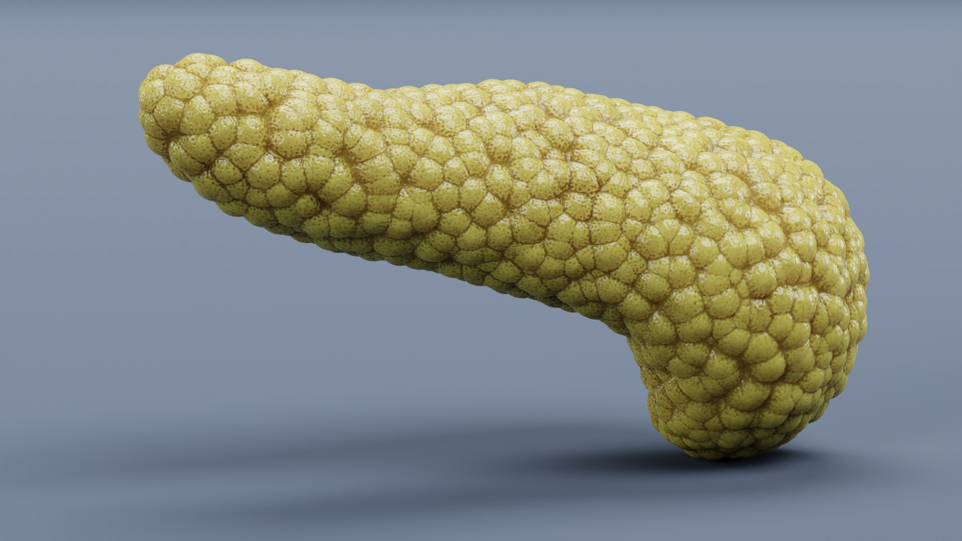 Pancreas 3D Model - TurboSquid 1752919