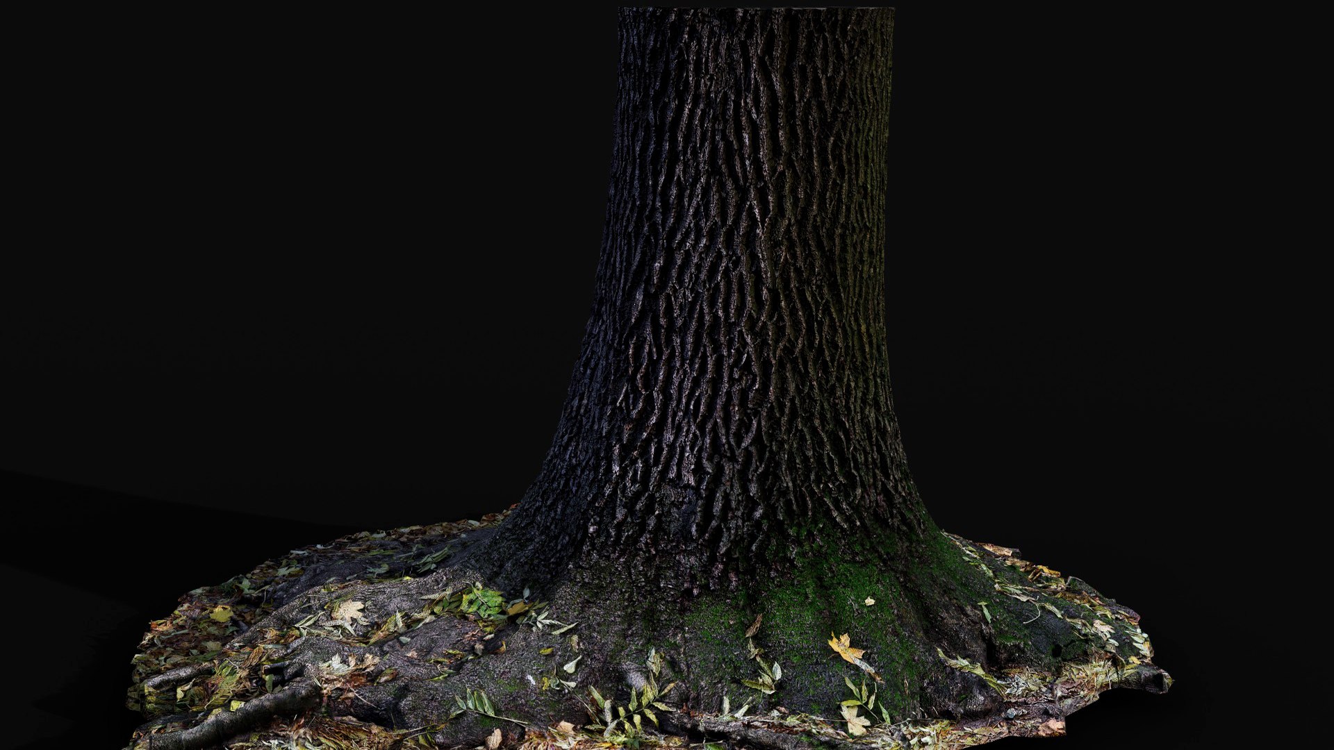Tree Trunk Large Oak Wide Roots Ground Photogrammetry 3D Model ...