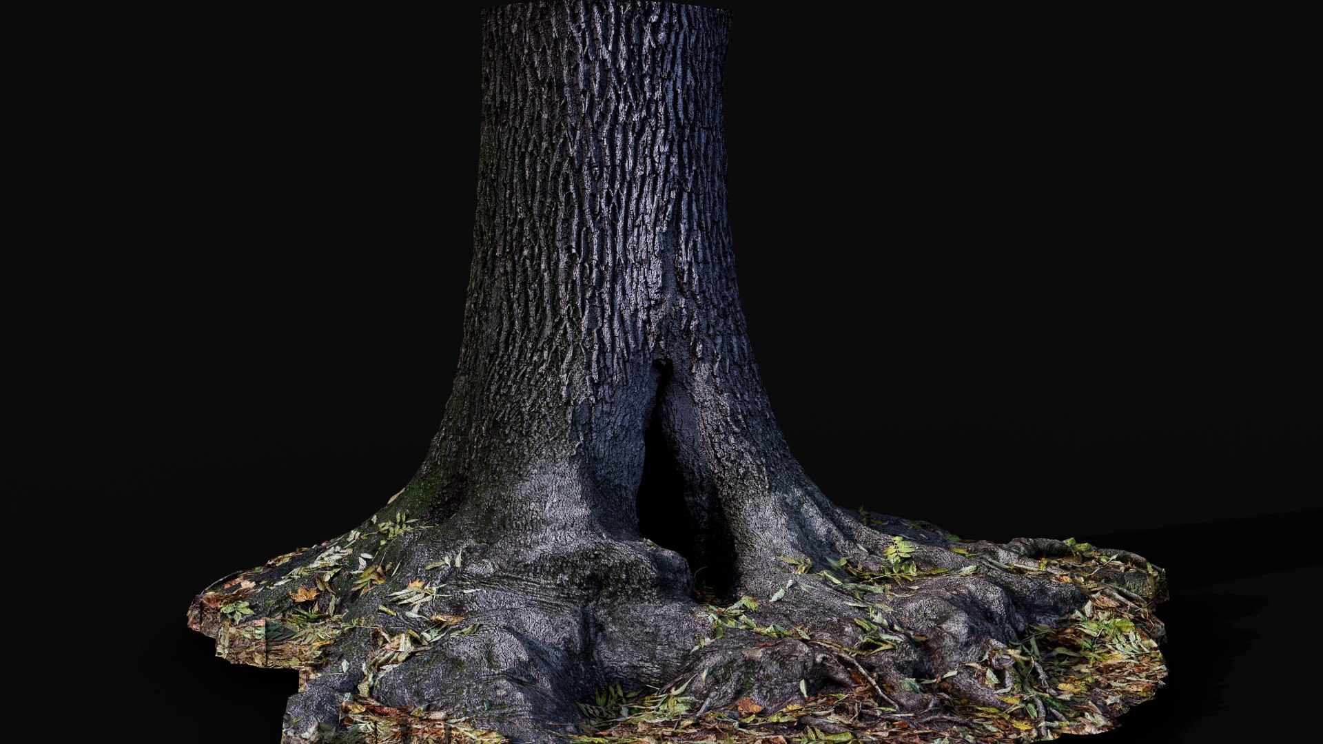 Tree Trunk Large Oak Wide Roots Ground Photogrammetry 3D Model ...