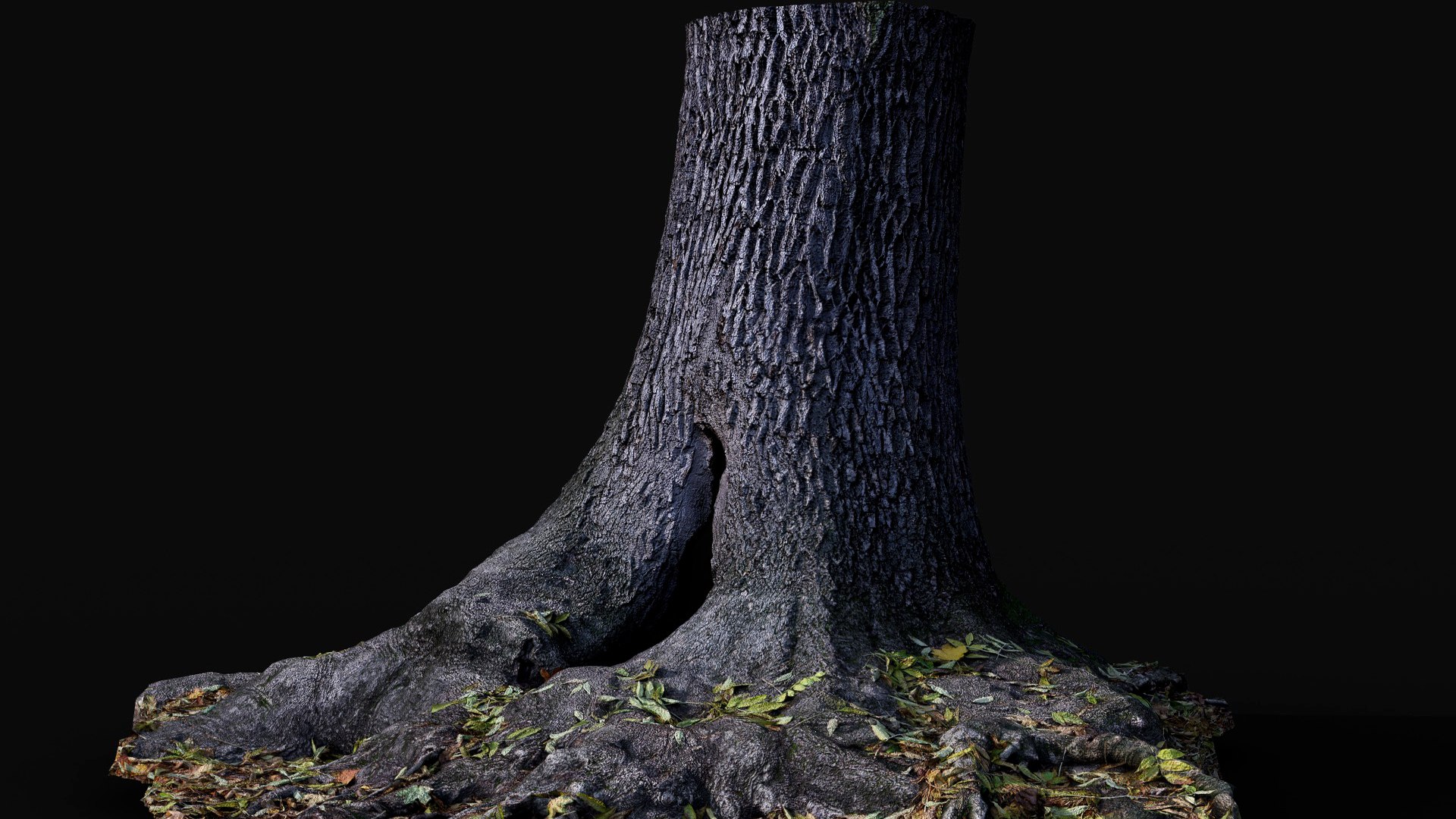 Tree Trunk Large Oak Wide Roots Ground Photogrammetry 3D Model ...
