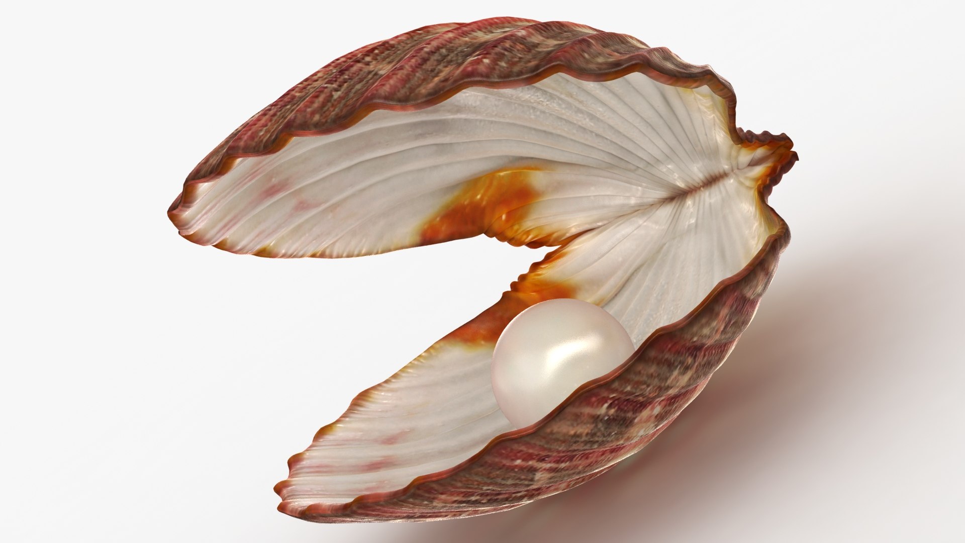 Clam shell pearl 3D model - TurboSquid 1544998