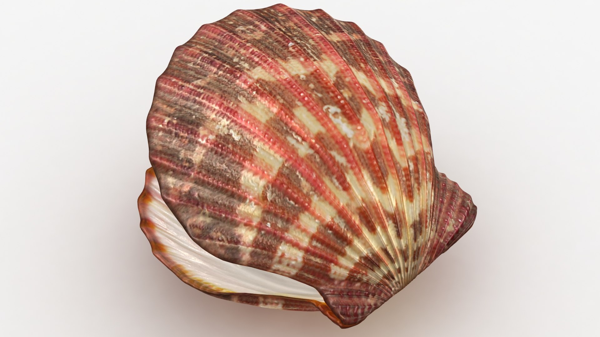 Clam shell pearl 3D model - TurboSquid 1544998