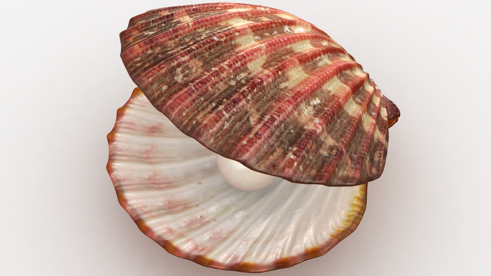 Clam shell pearl 3D model - TurboSquid 1544998