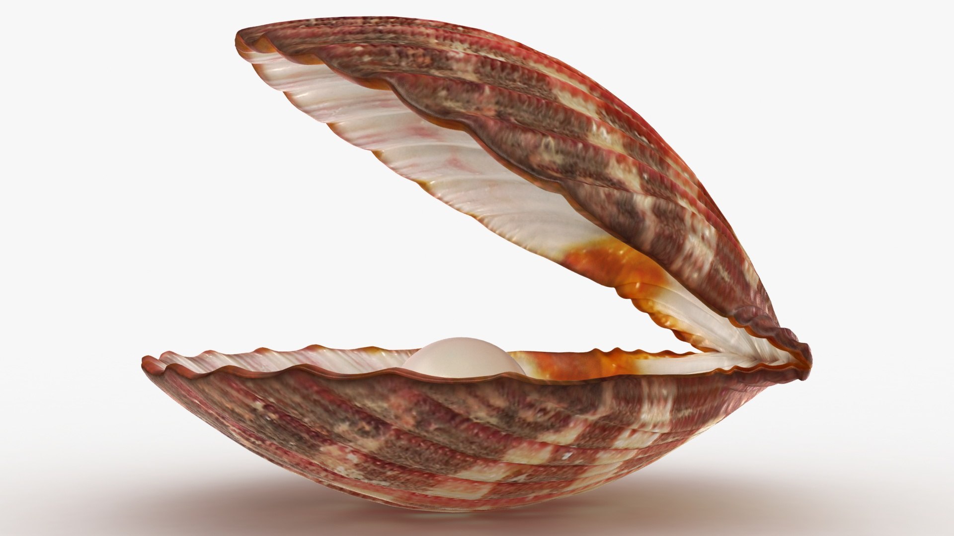 Clam Shell Pearl 3D Model - TurboSquid 1544998
