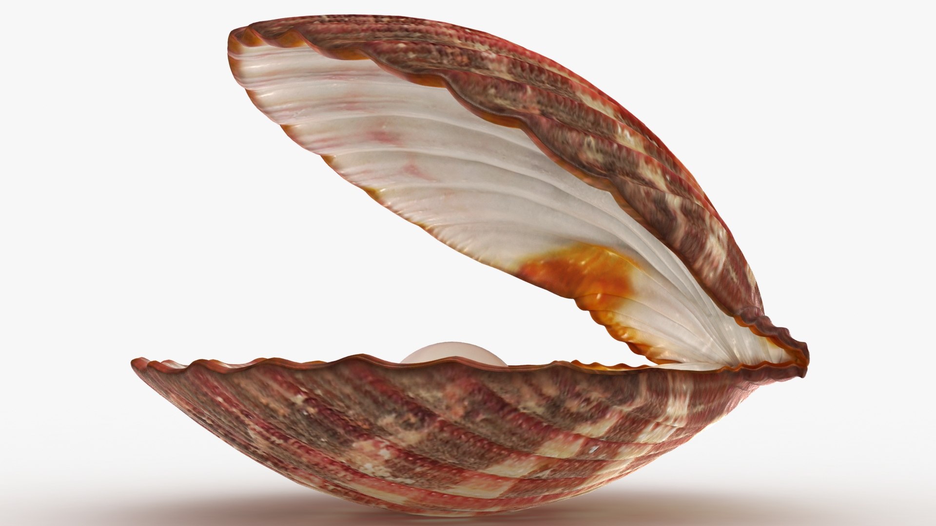 Clam shell pearl 3D model - TurboSquid 1544998