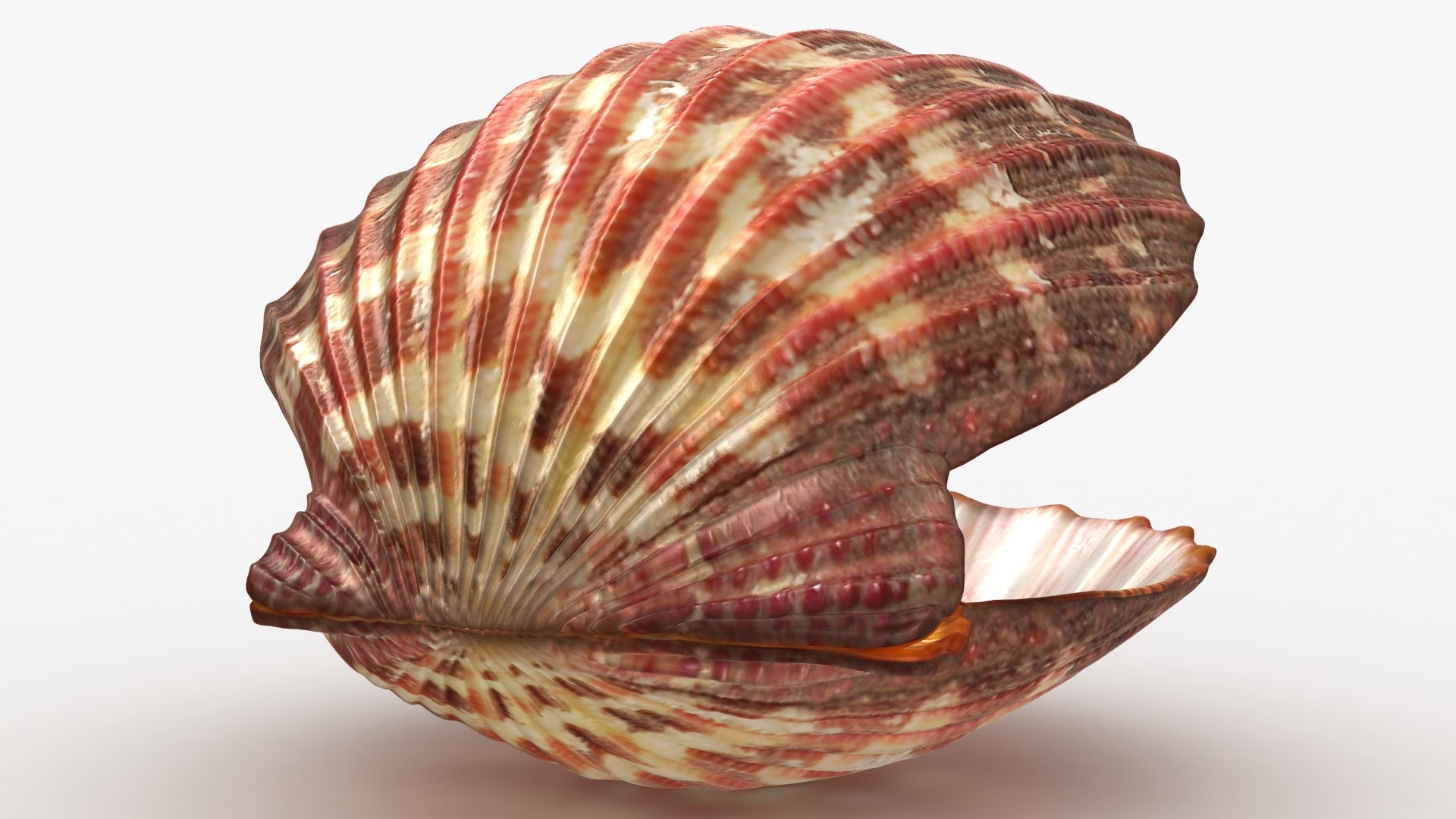 Clam shell pearl 3D model - TurboSquid 1544998