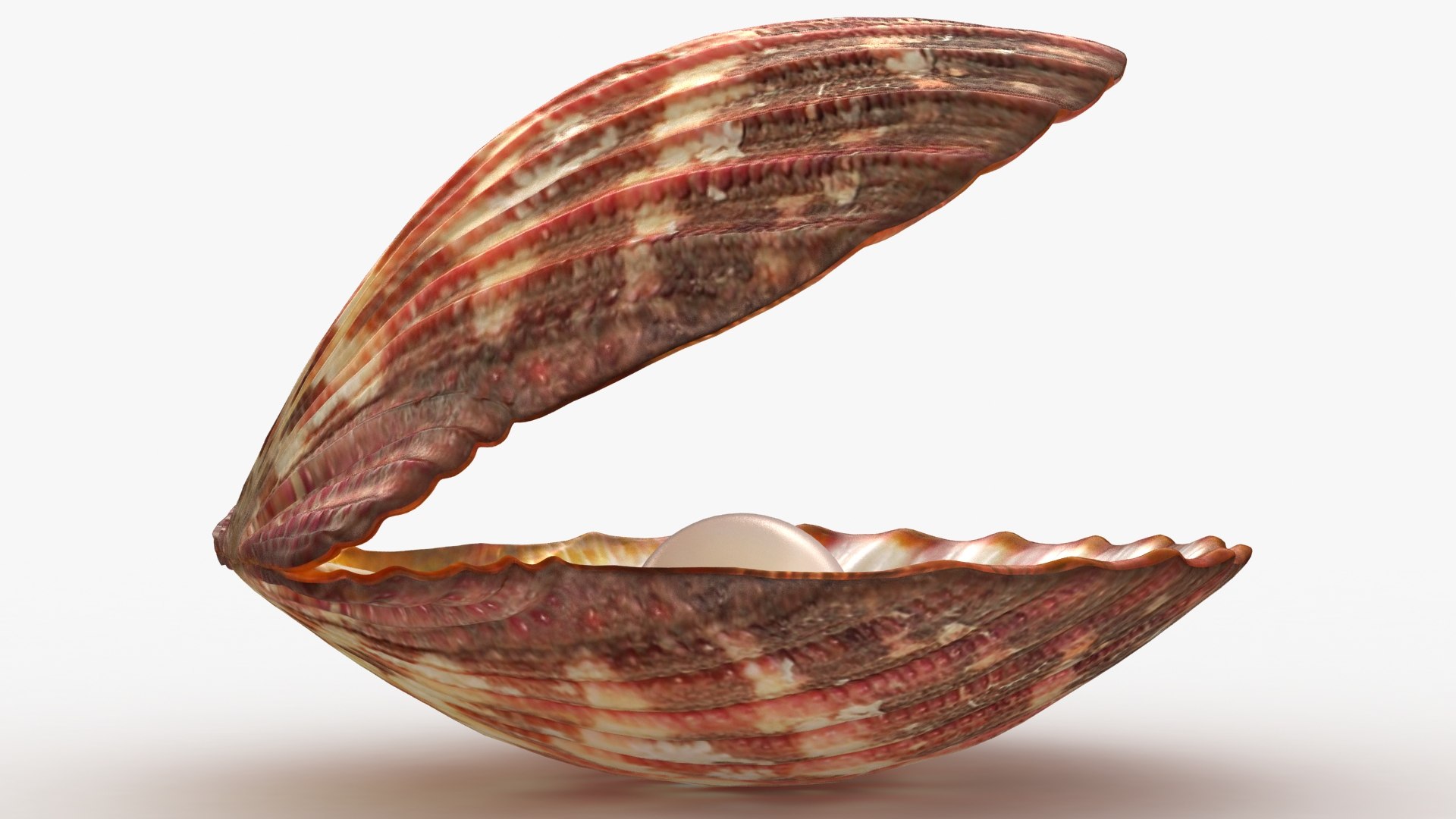 Clam shell pearl 3D model - TurboSquid 1544998