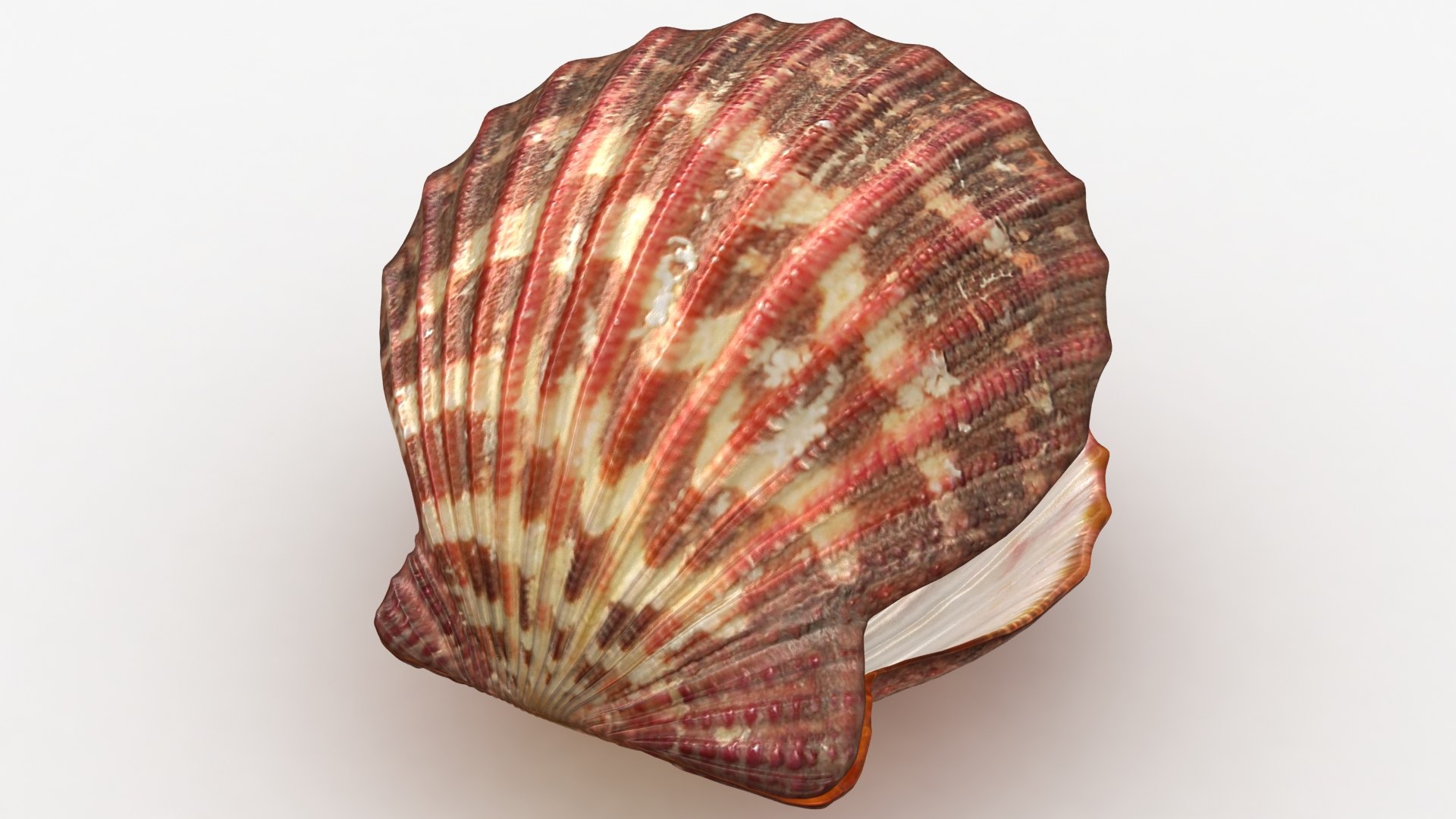 Clam shell pearl 3D model - TurboSquid 1544998