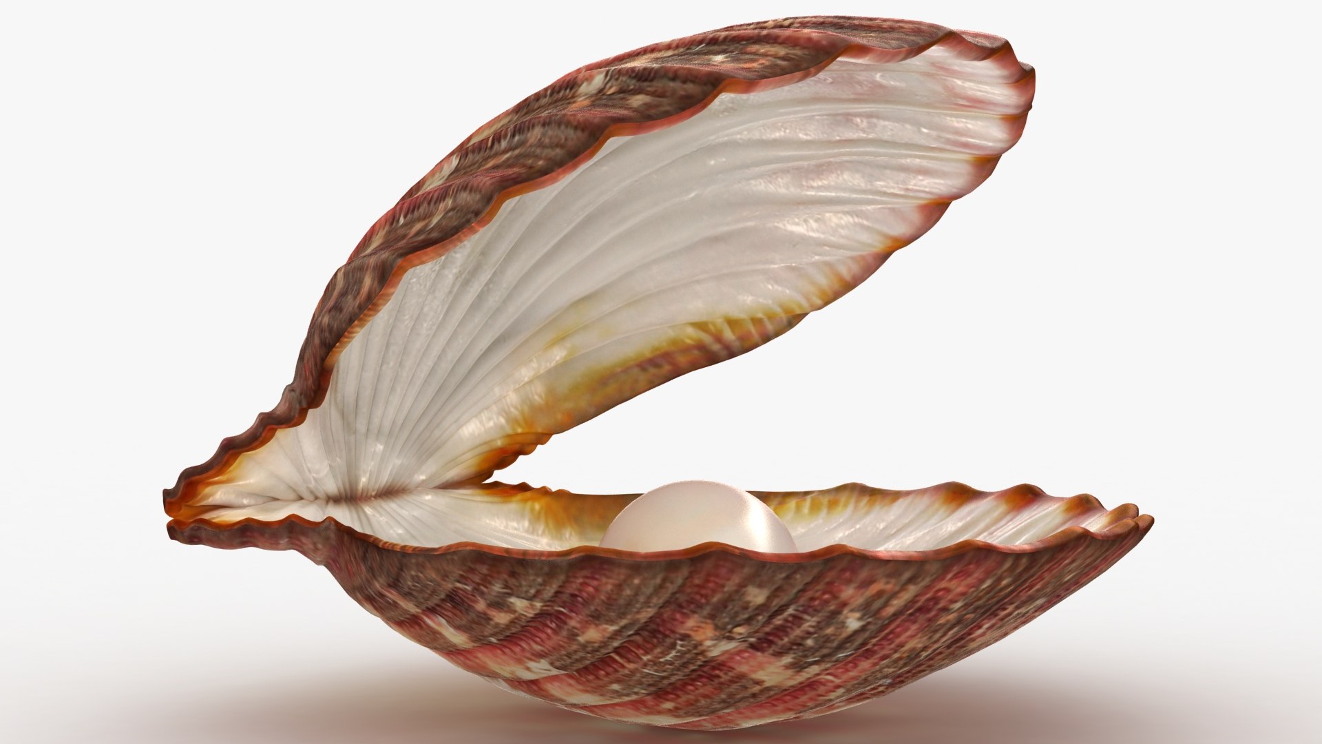 Clam shell pearl 3D model - TurboSquid 1544998
