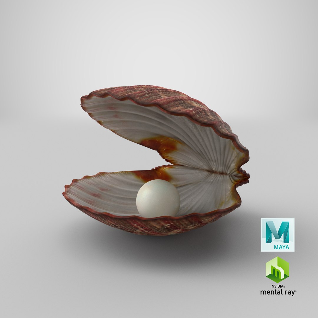 Clam Shell Pearl 3D Model - TurboSquid 1544998