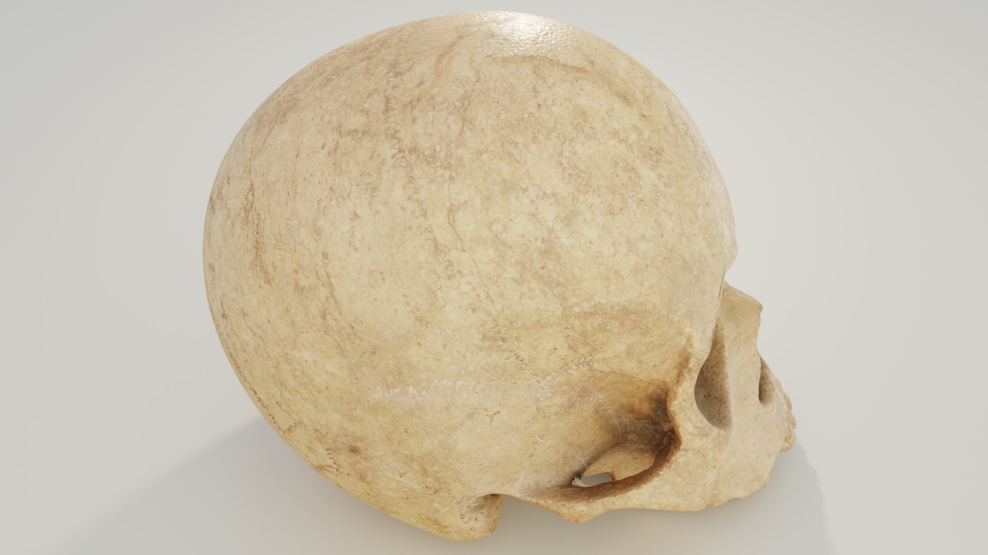 3D Model Human Skull - TurboSquid 1866325