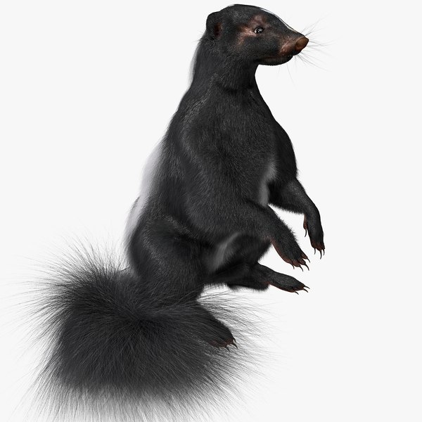 Skunk 3D Models for Download | TurboSquid