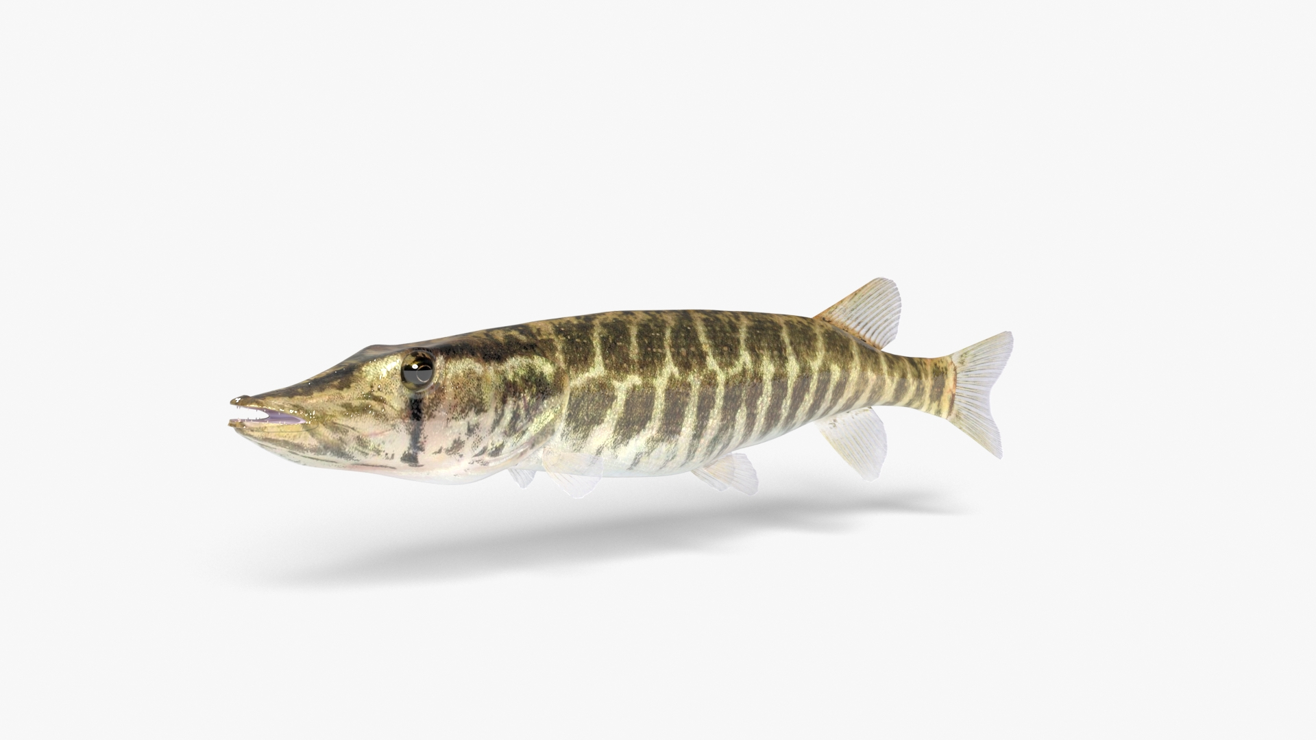 Grass Pickerel Fish