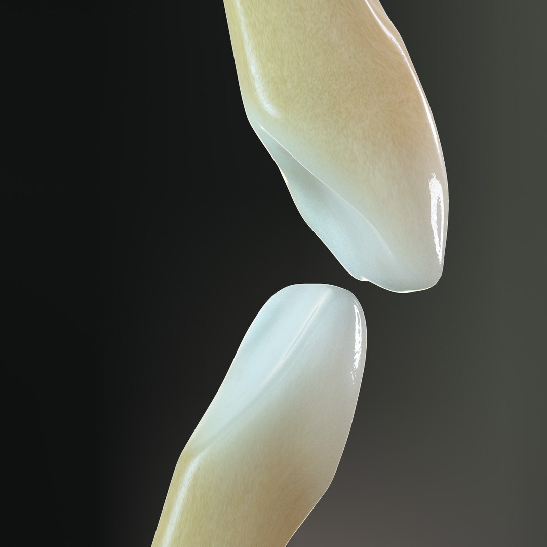 3d Model Teeth Lateral Incisors