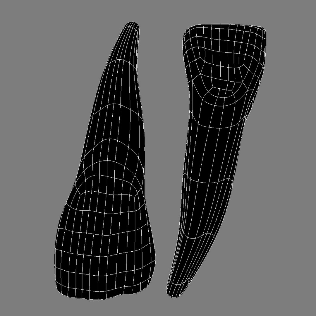 3d Model Teeth Lateral Incisors
