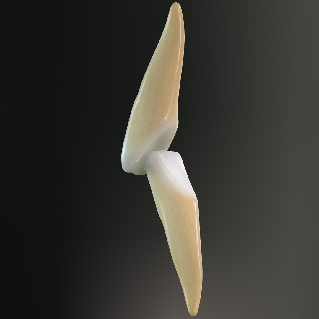 3d Model Teeth Lateral Incisors