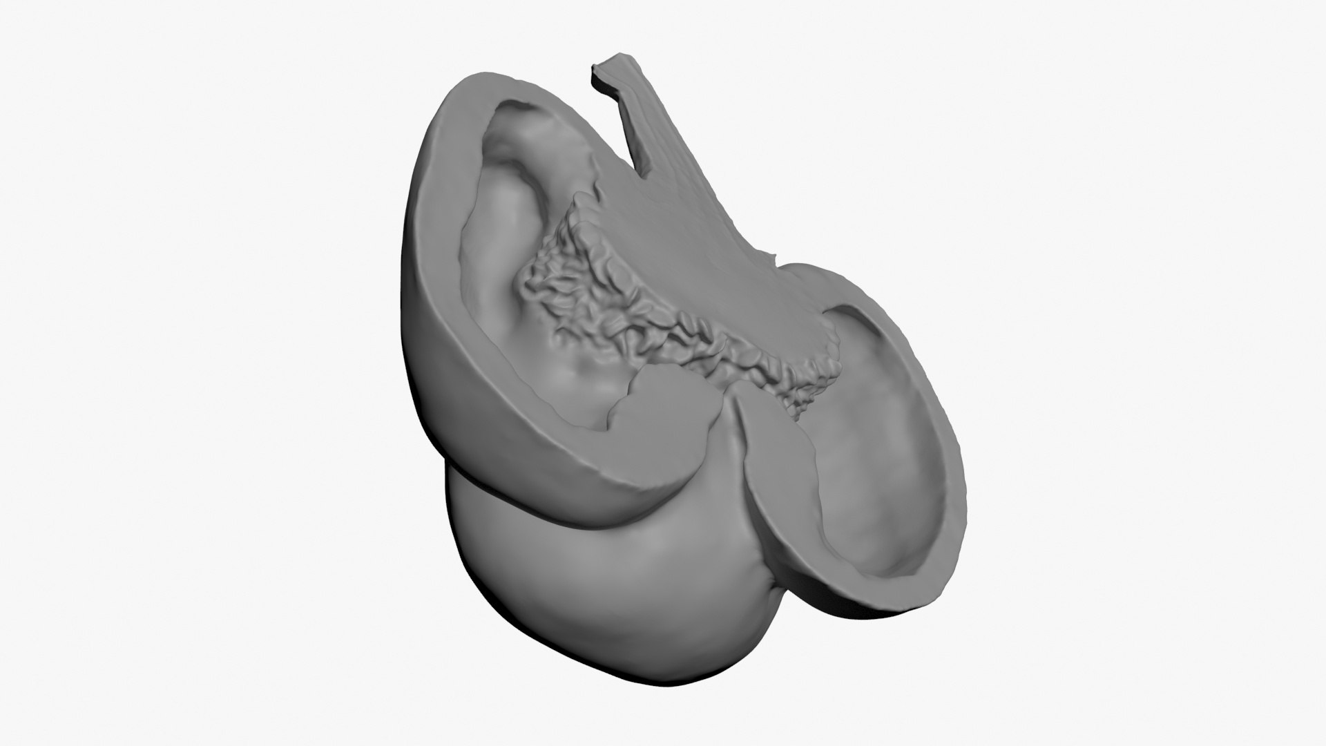 Bell Pepper Half Scan Model - TurboSquid 2262736