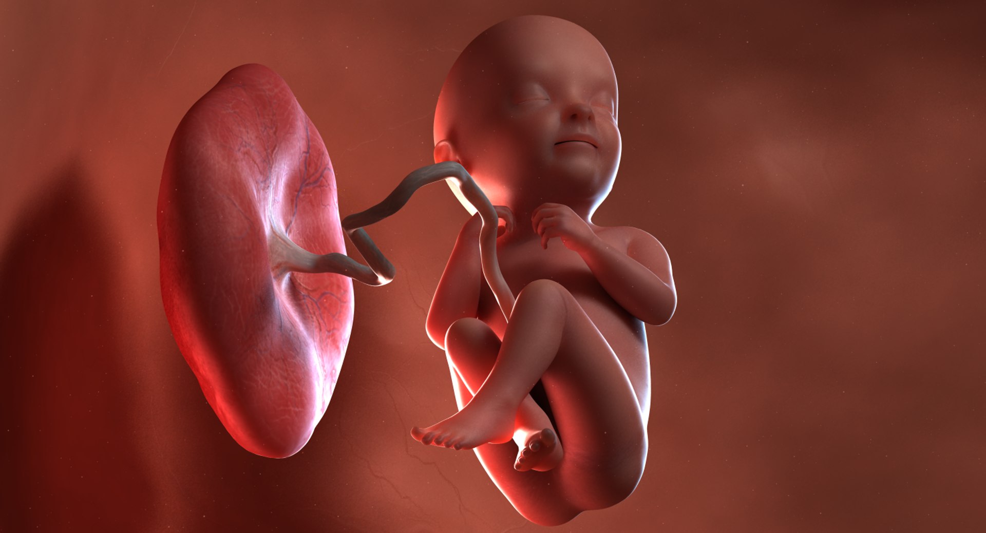 3D Fetus Week 33 - TurboSquid 1224399