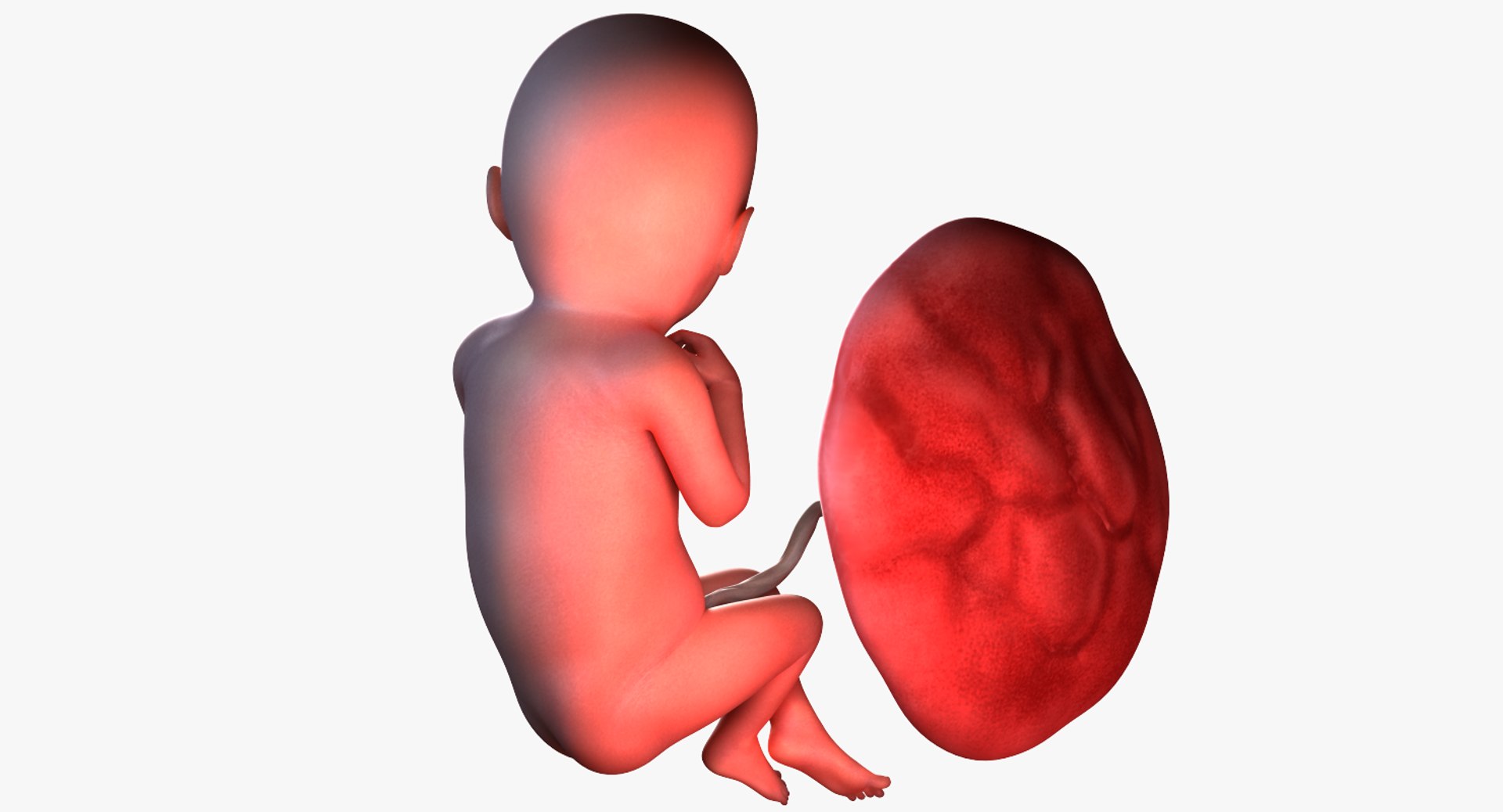 3D Fetus Week 33 - TurboSquid 1224399