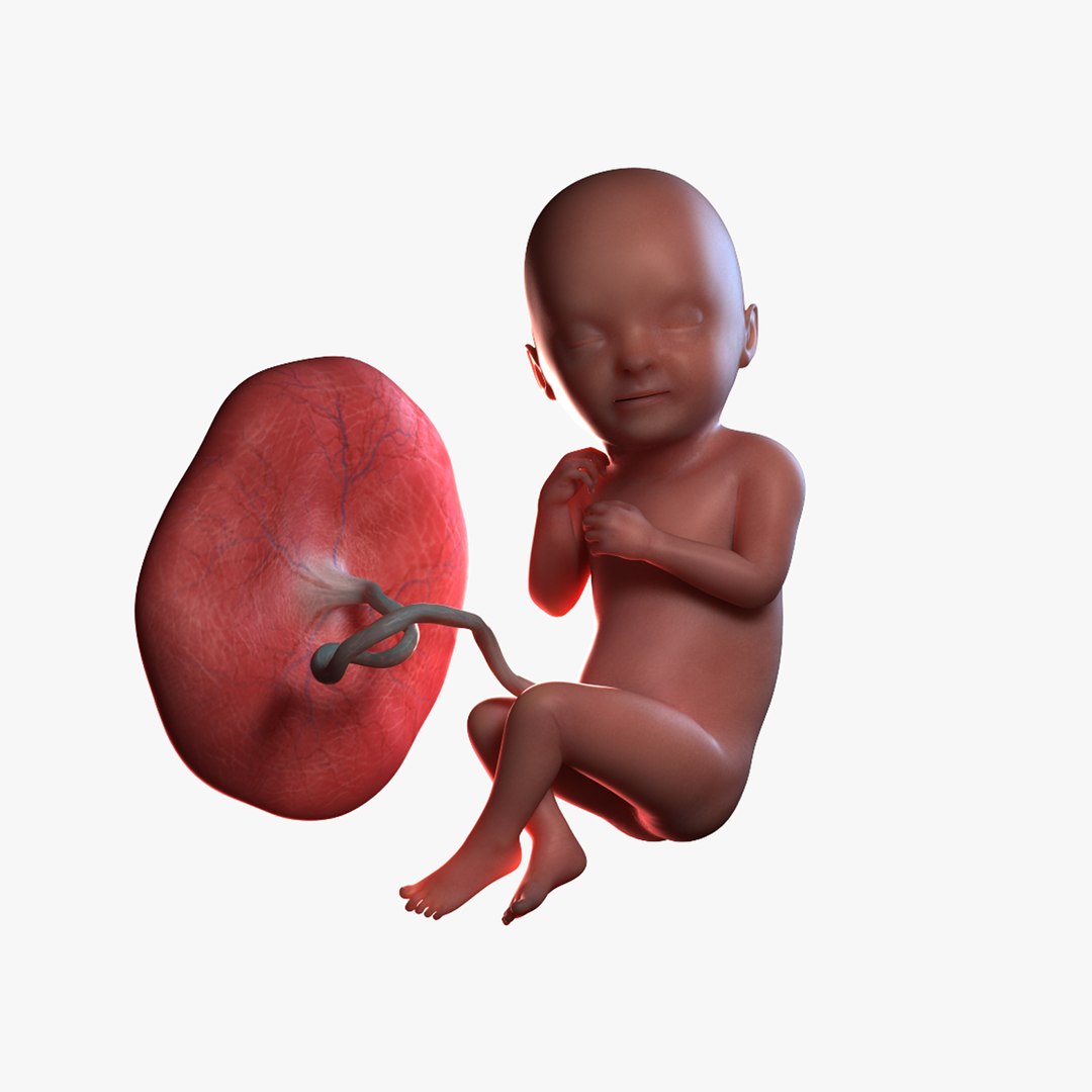 3D Fetus Week 33 - TurboSquid 1224399