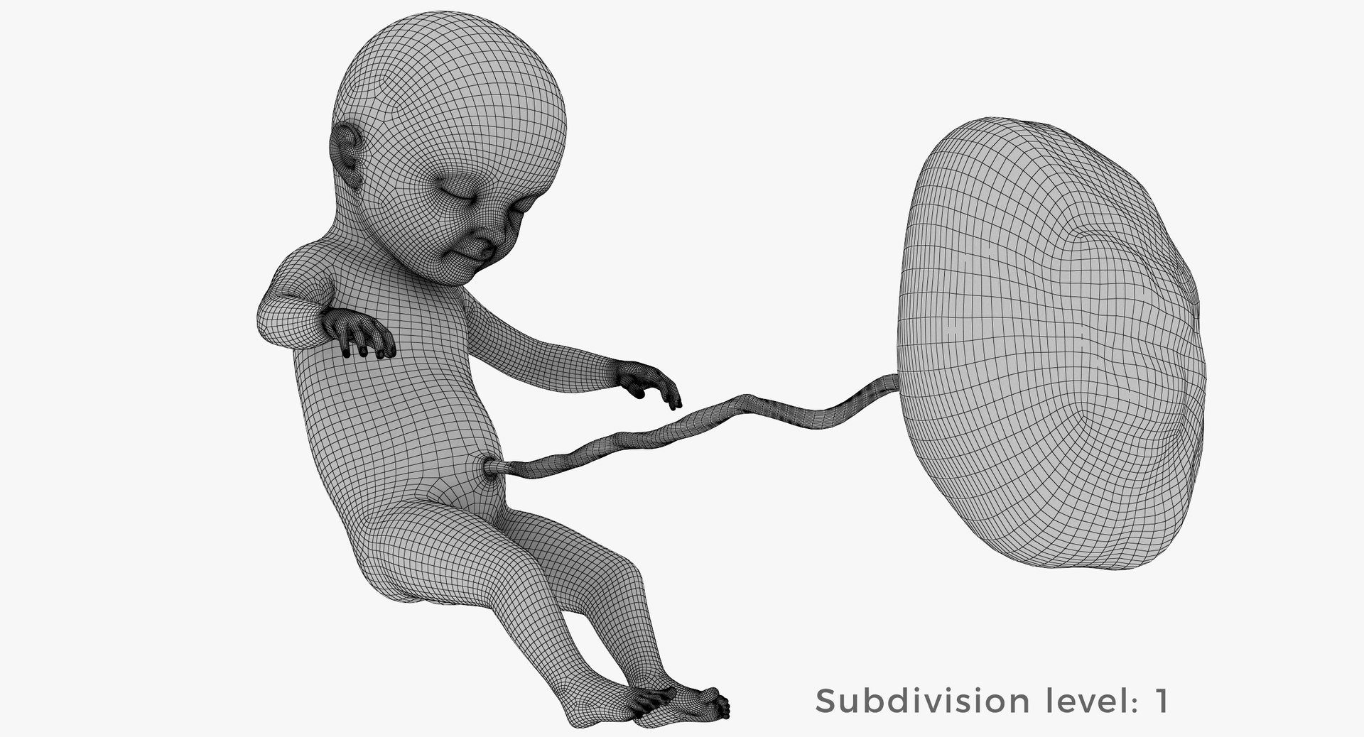 3D Fetus Week 33 - TurboSquid 1224399