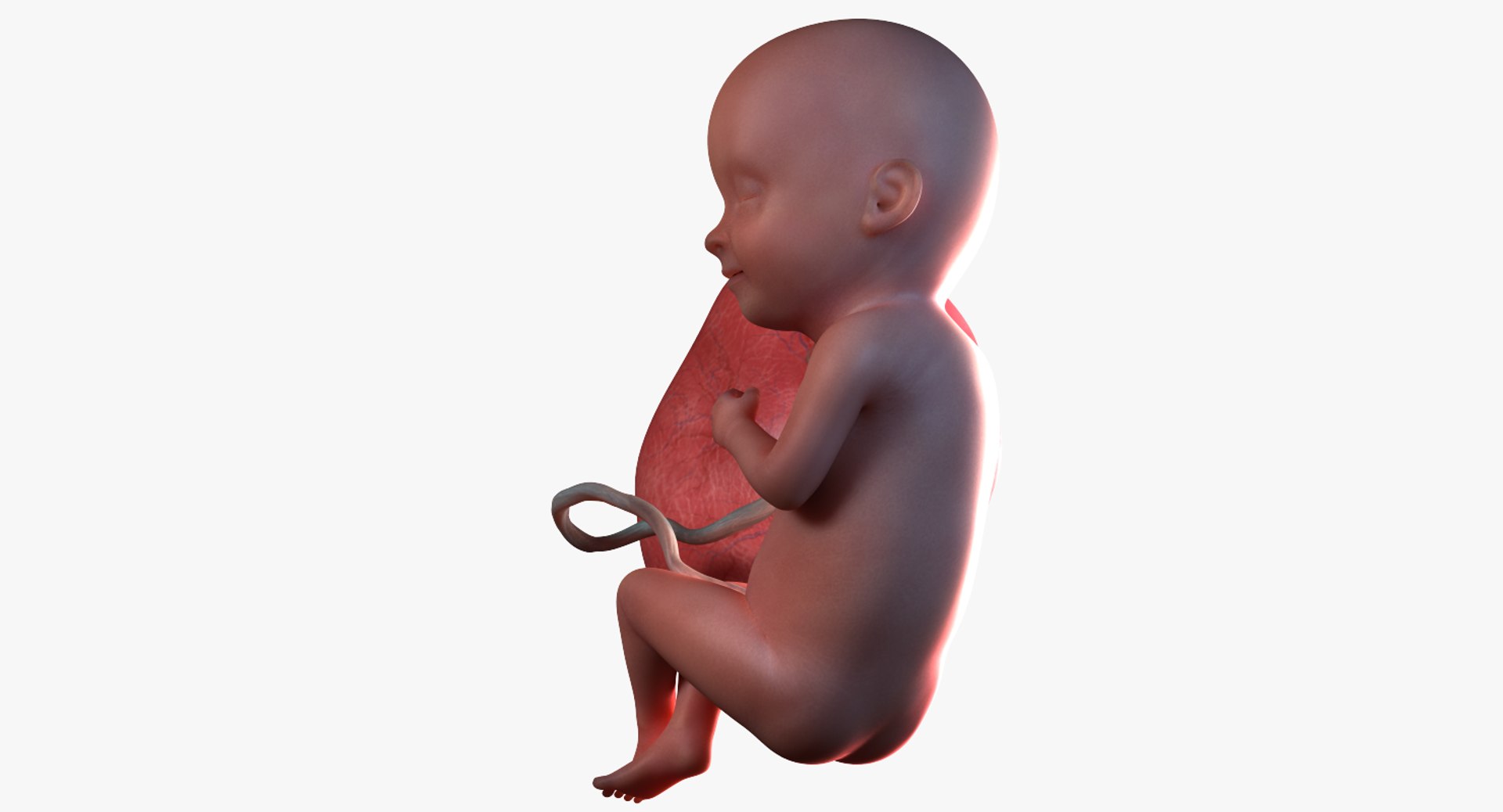 3D Fetus Week 33 - TurboSquid 1224399
