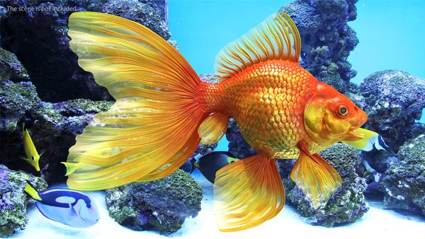 Orange Fancy Fantail Goldfish Rigged for Cinema 4D 3D model ...