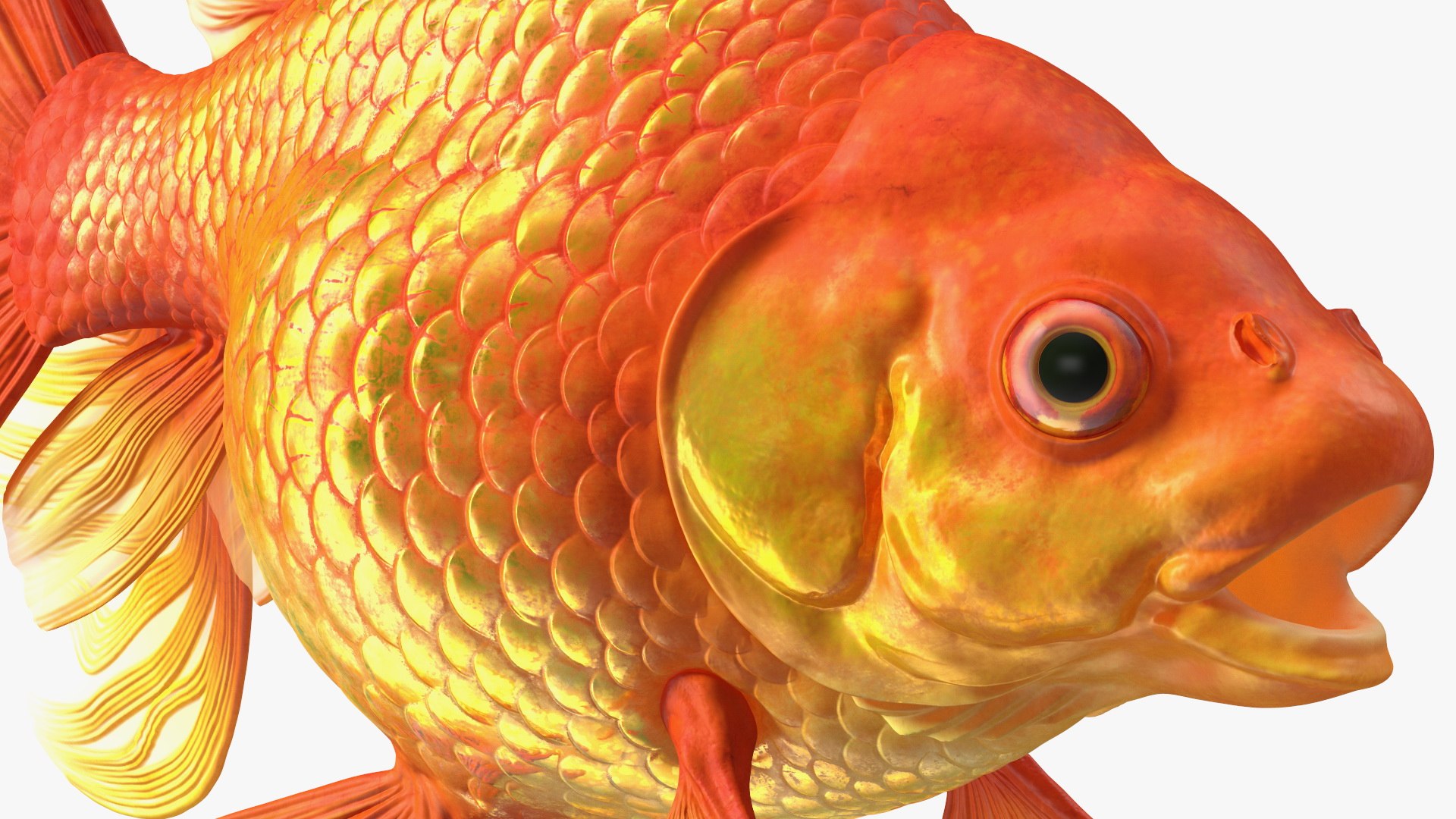 Orange Fancy Fantail Goldfish Rigged for Cinema 4D 3D model ...