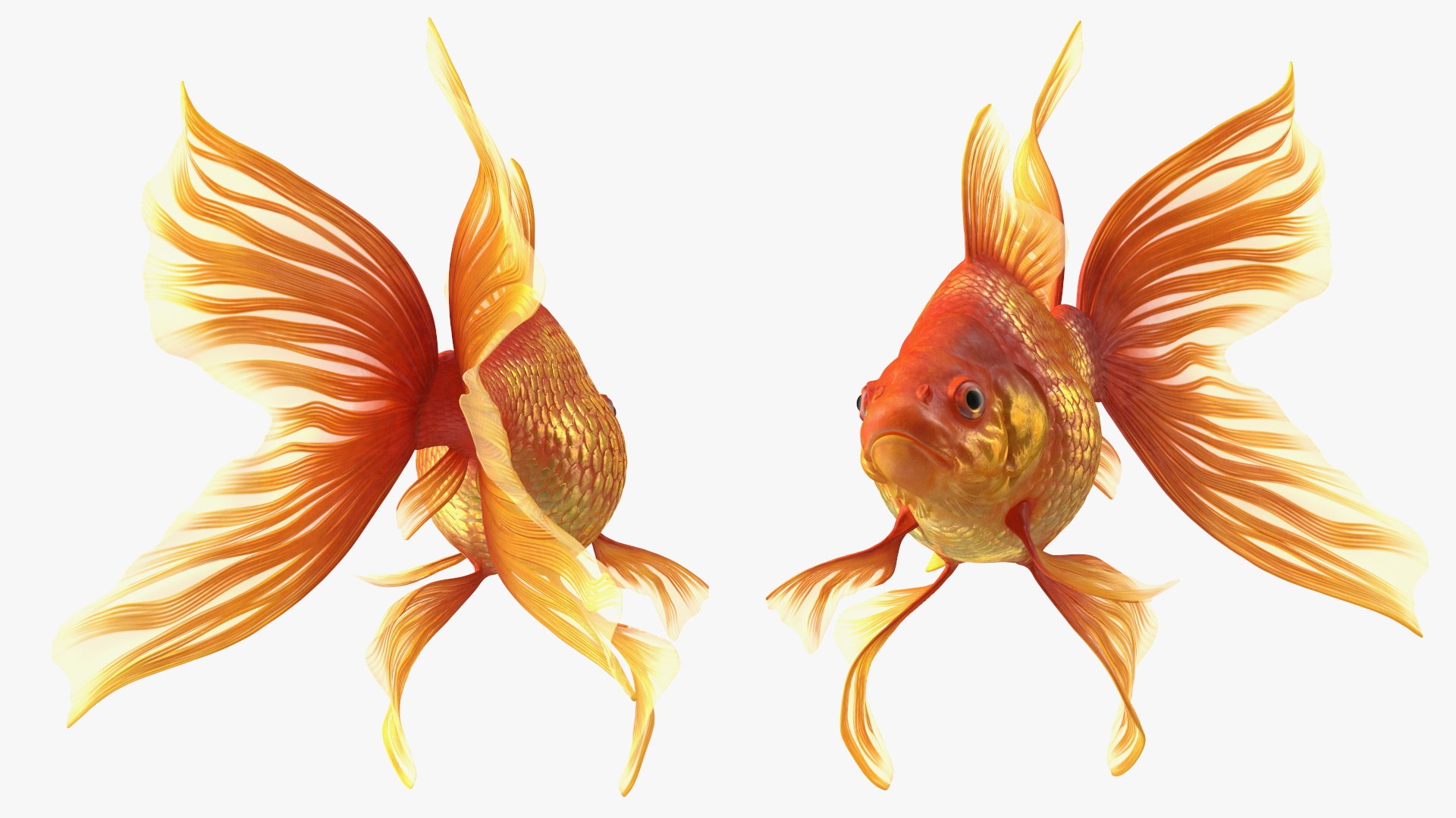 Orange Fancy Fantail Goldfish Rigged for Cinema 4D 3D model ...