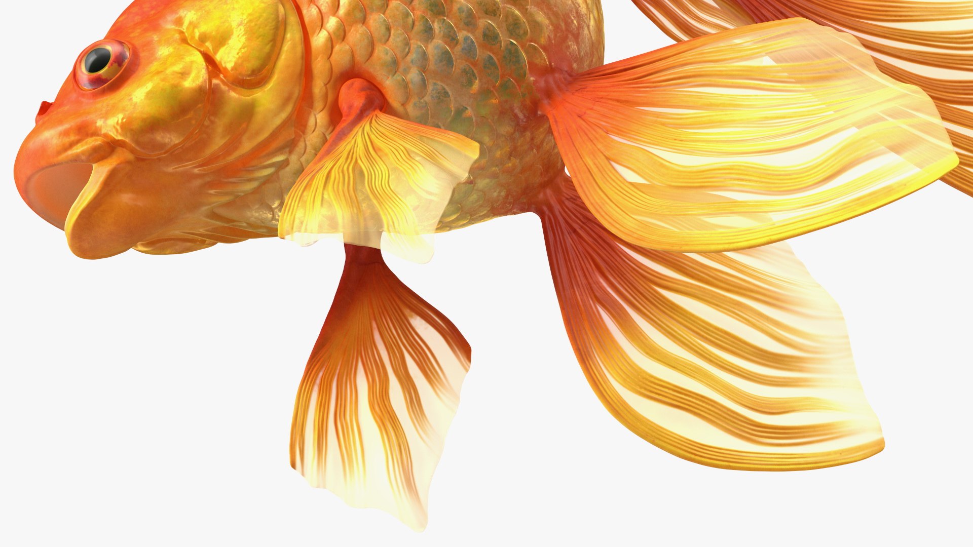 Orange Fancy Fantail Goldfish Rigged for Cinema 4D 3D model ...
