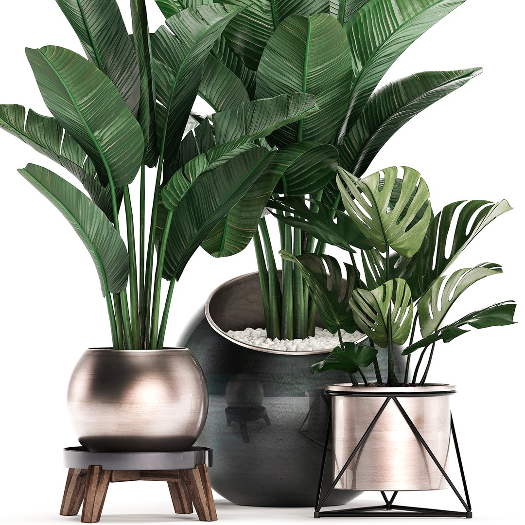 3D exotic plants - TurboSquid 1527425