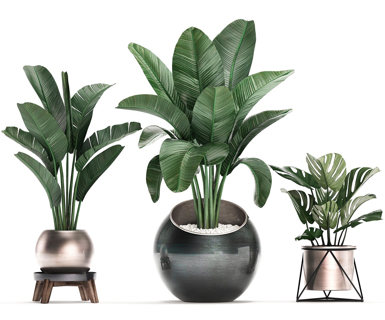 3D exotic plants - TurboSquid 1527425