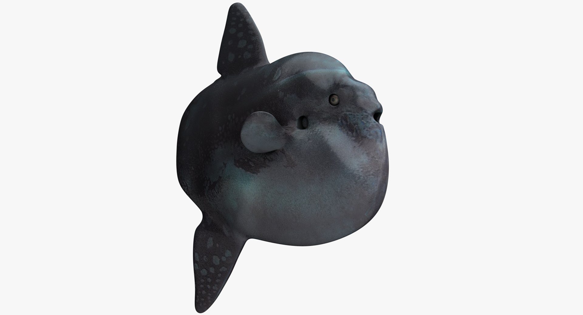 3D Giant Ocean Sunfish - TurboSquid 1238518