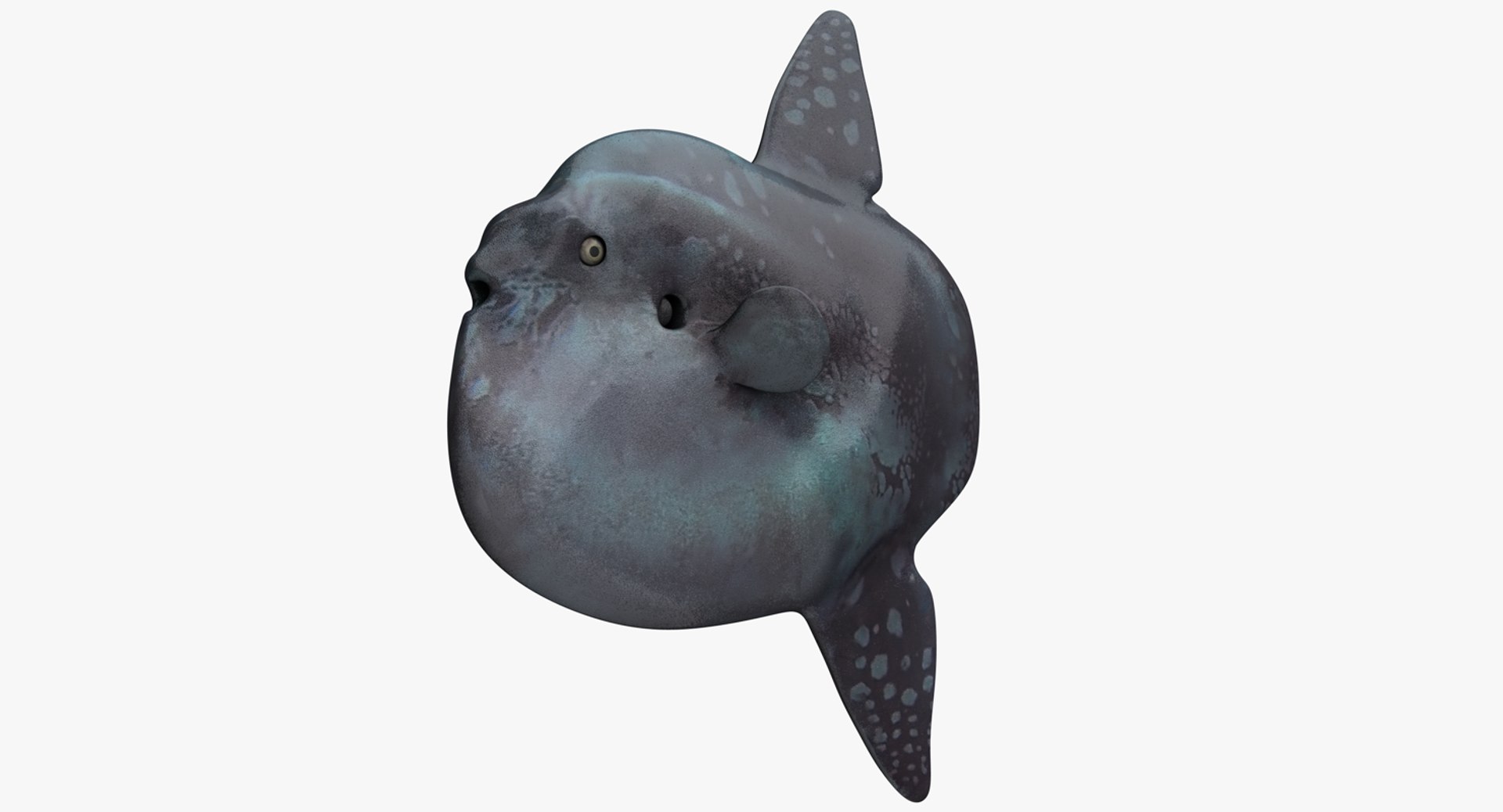 3D Giant Ocean Sunfish - TurboSquid 1238518