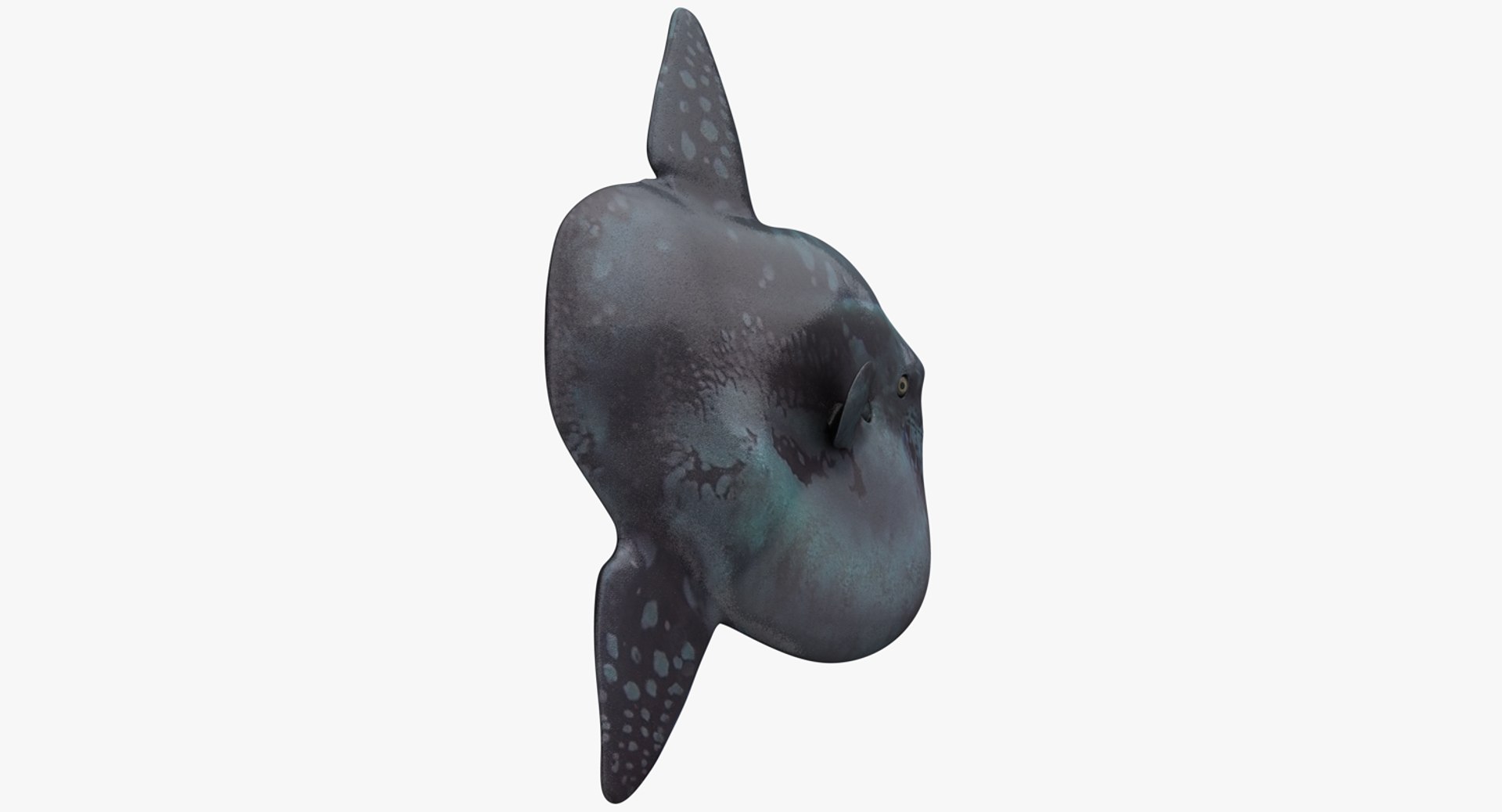 3D Giant Ocean Sunfish - TurboSquid 1238518