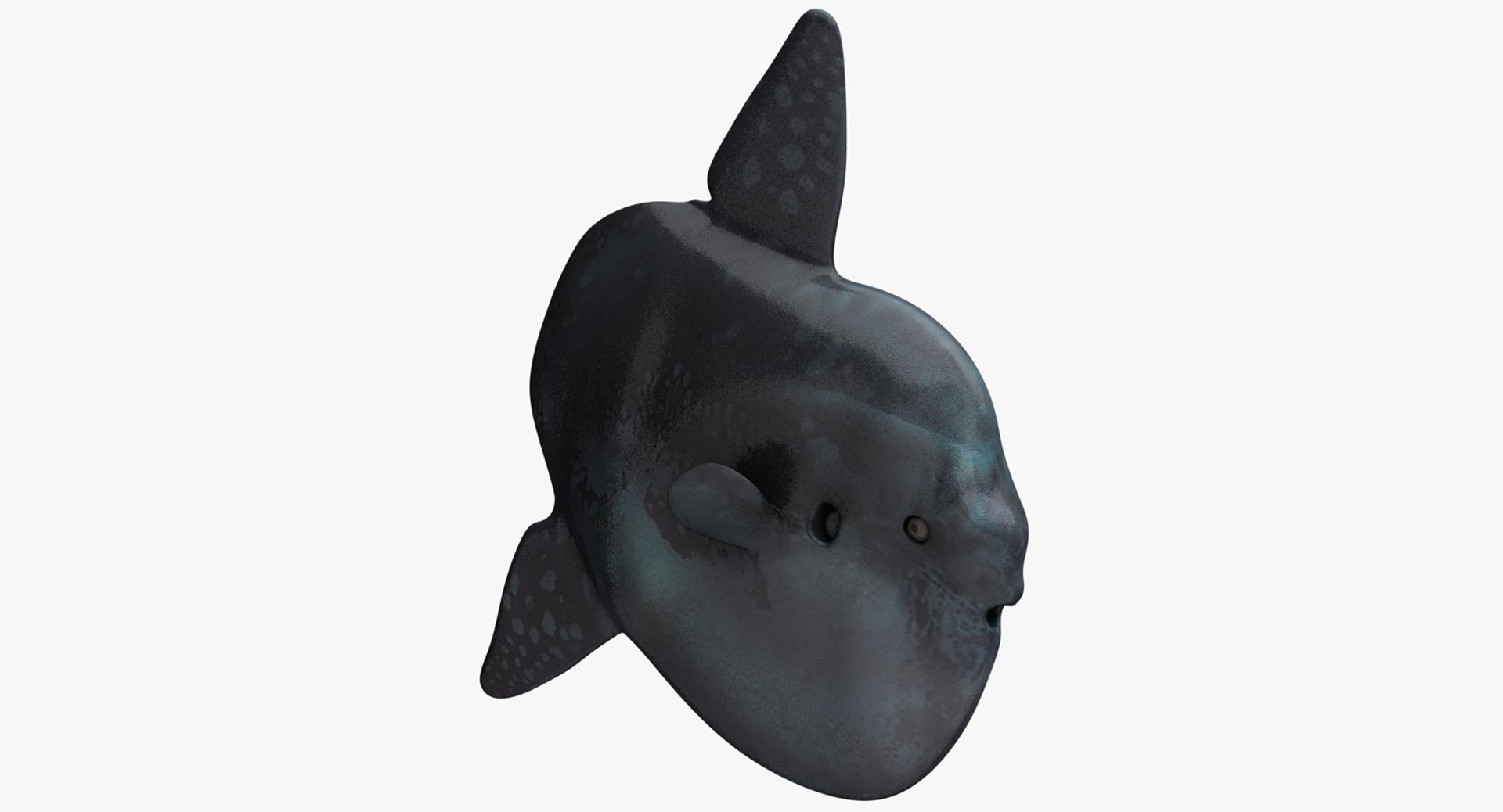 3D Giant Ocean Sunfish - TurboSquid 1238518