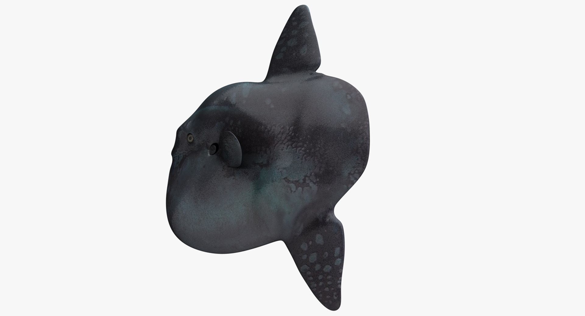 3D Giant Ocean Sunfish - TurboSquid 1238518